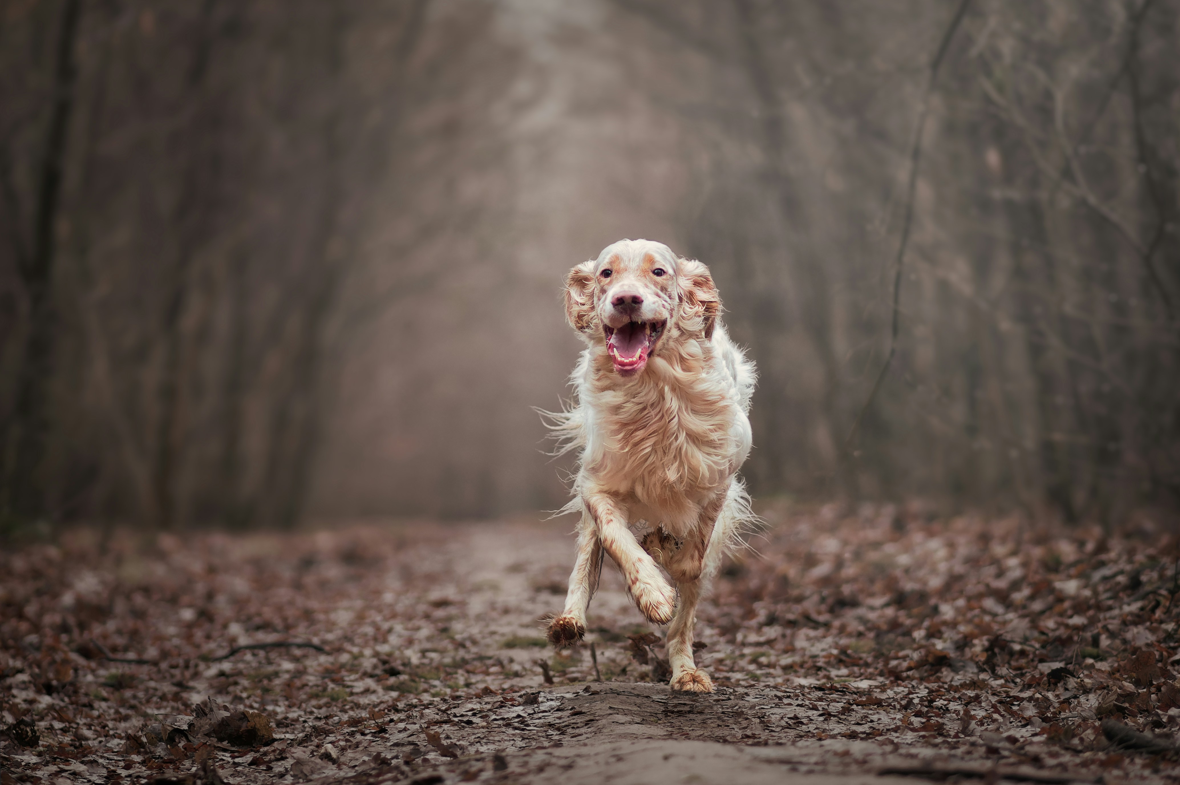 Golden retriever joyfully running along a leaf-strewn path in a misty forest.
