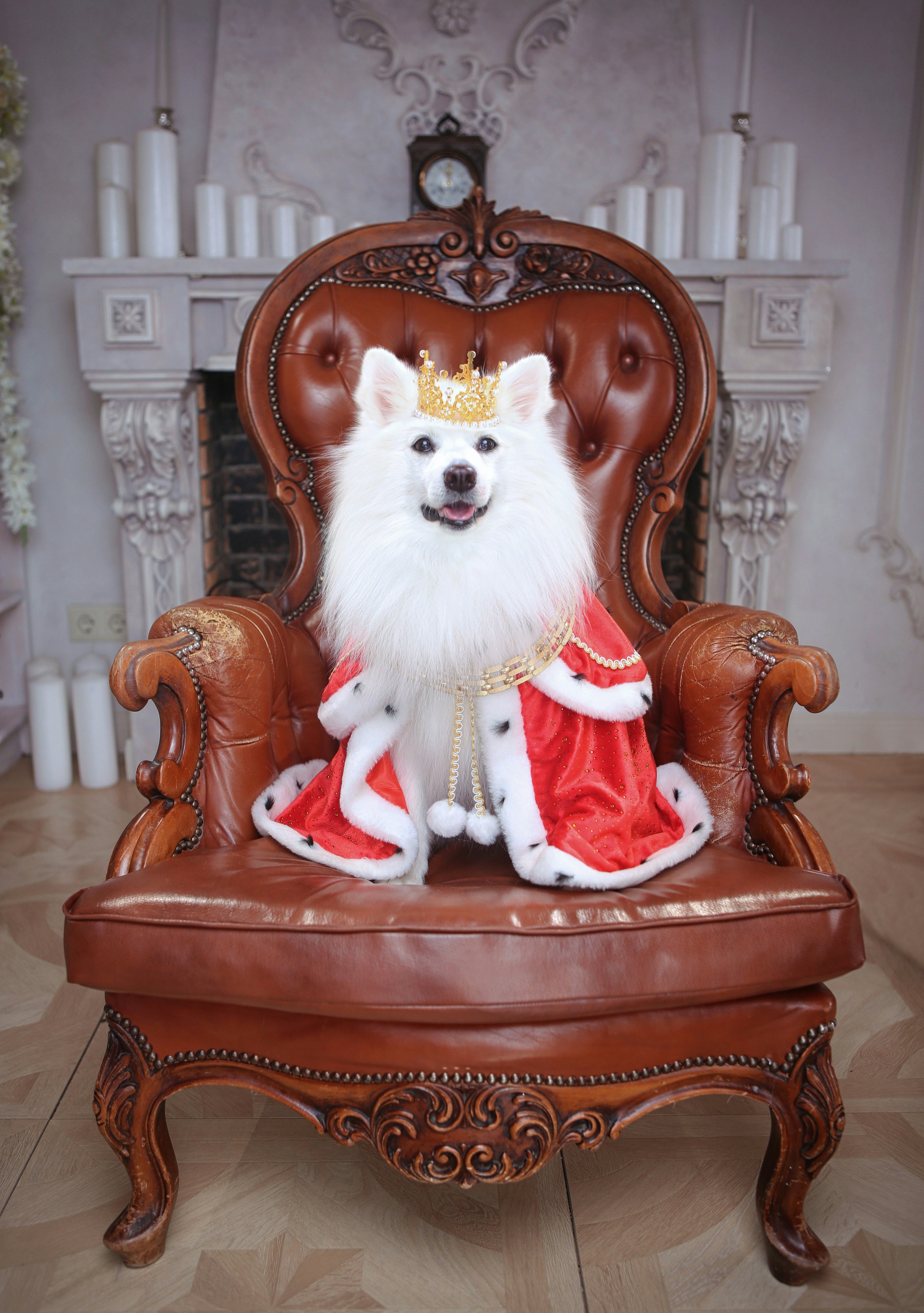 A fluffy white dog adorned in a royal red cape and crown, seated majestically on an ornate brown leather chair against an elegant backdrop.