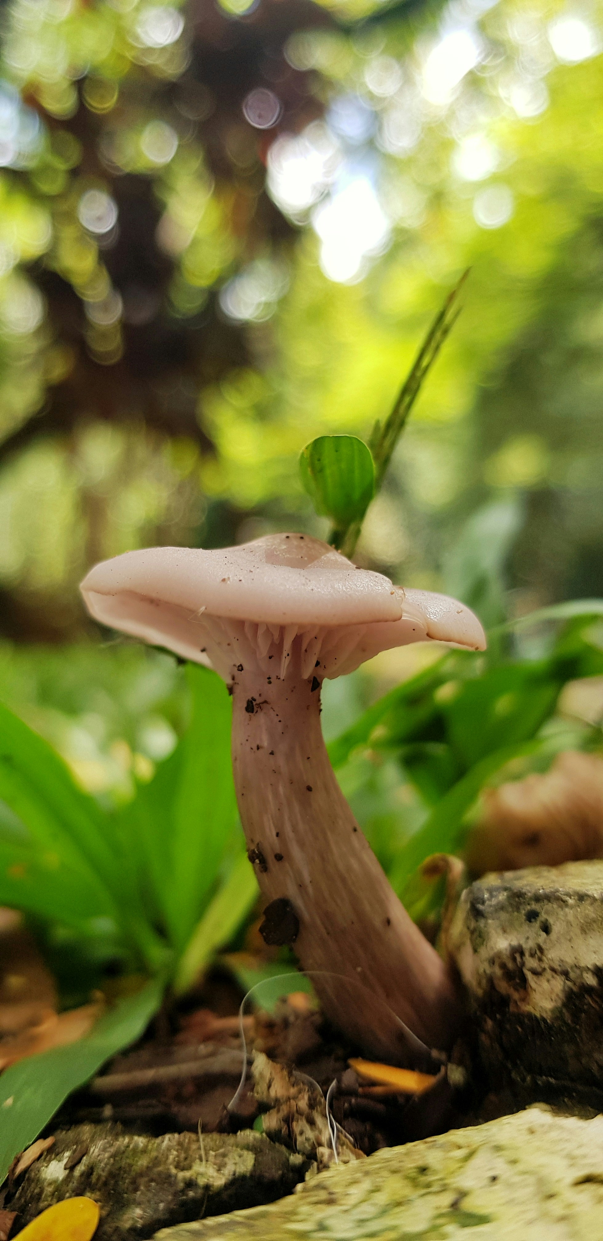 Pastel-Stemmed Mushroom Pierces the Forest Floor Light