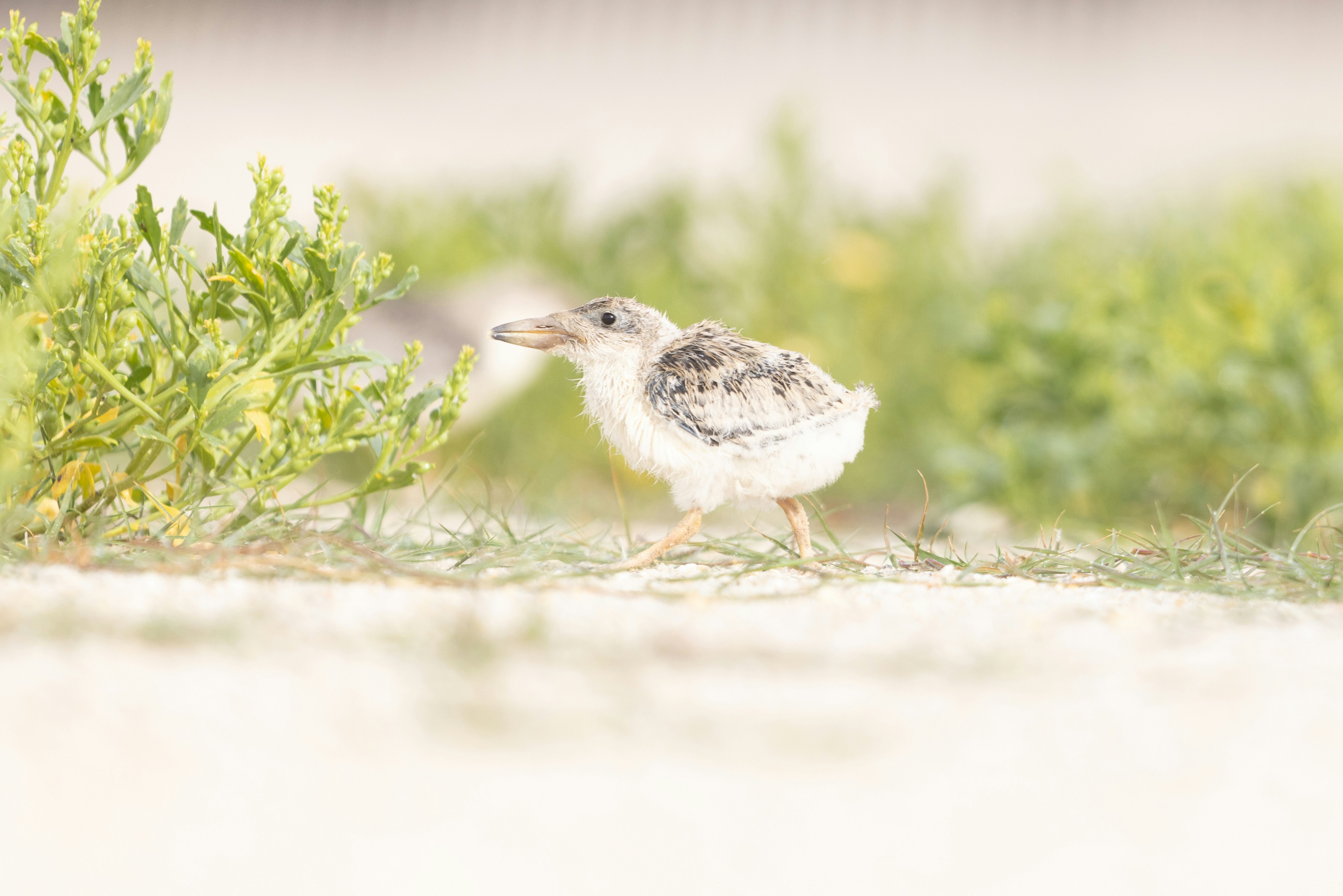 A baby black skimmer, only a few weeks old before its able to fly. 