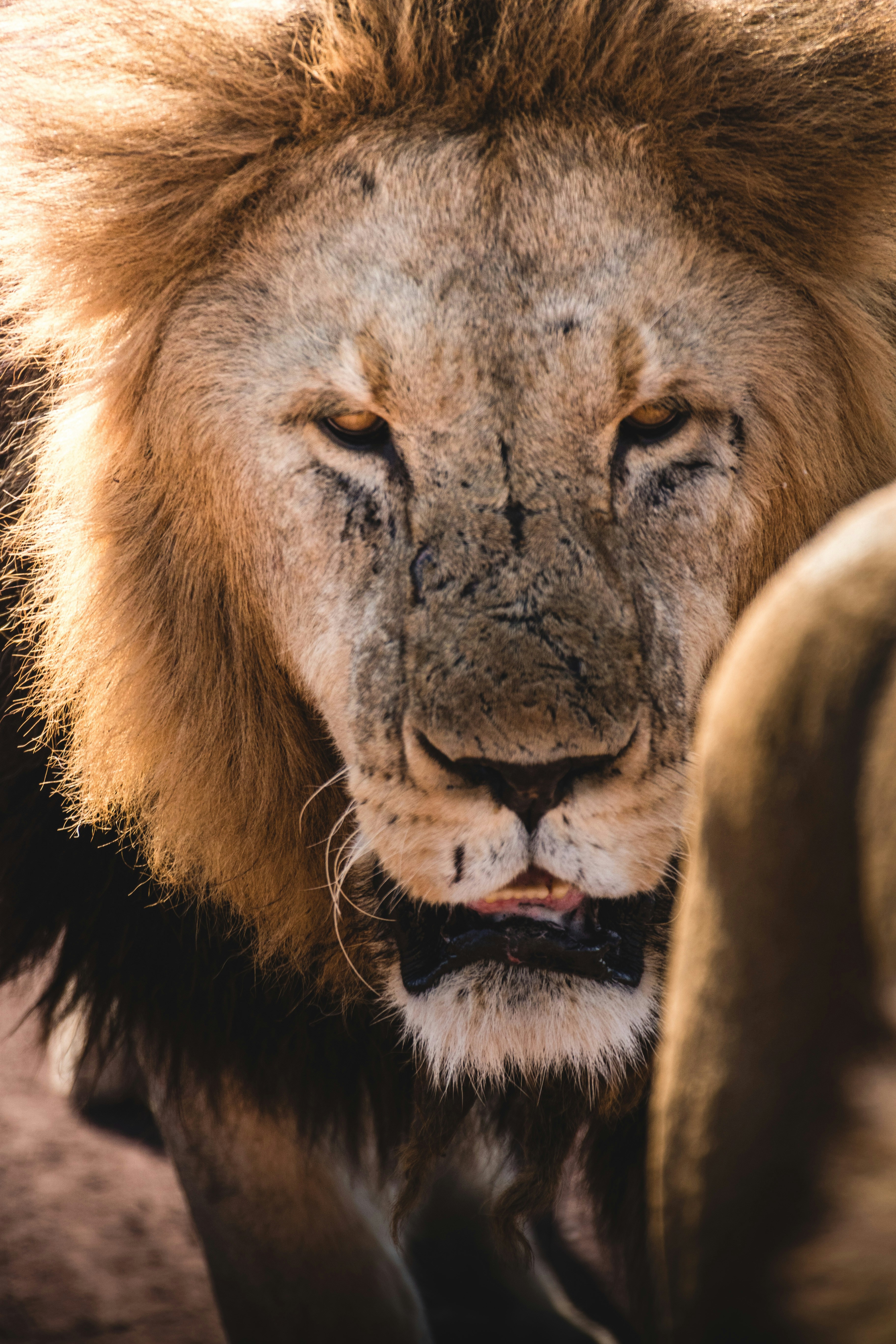 Majestic Stare: A Male Lion's Intense Portrait