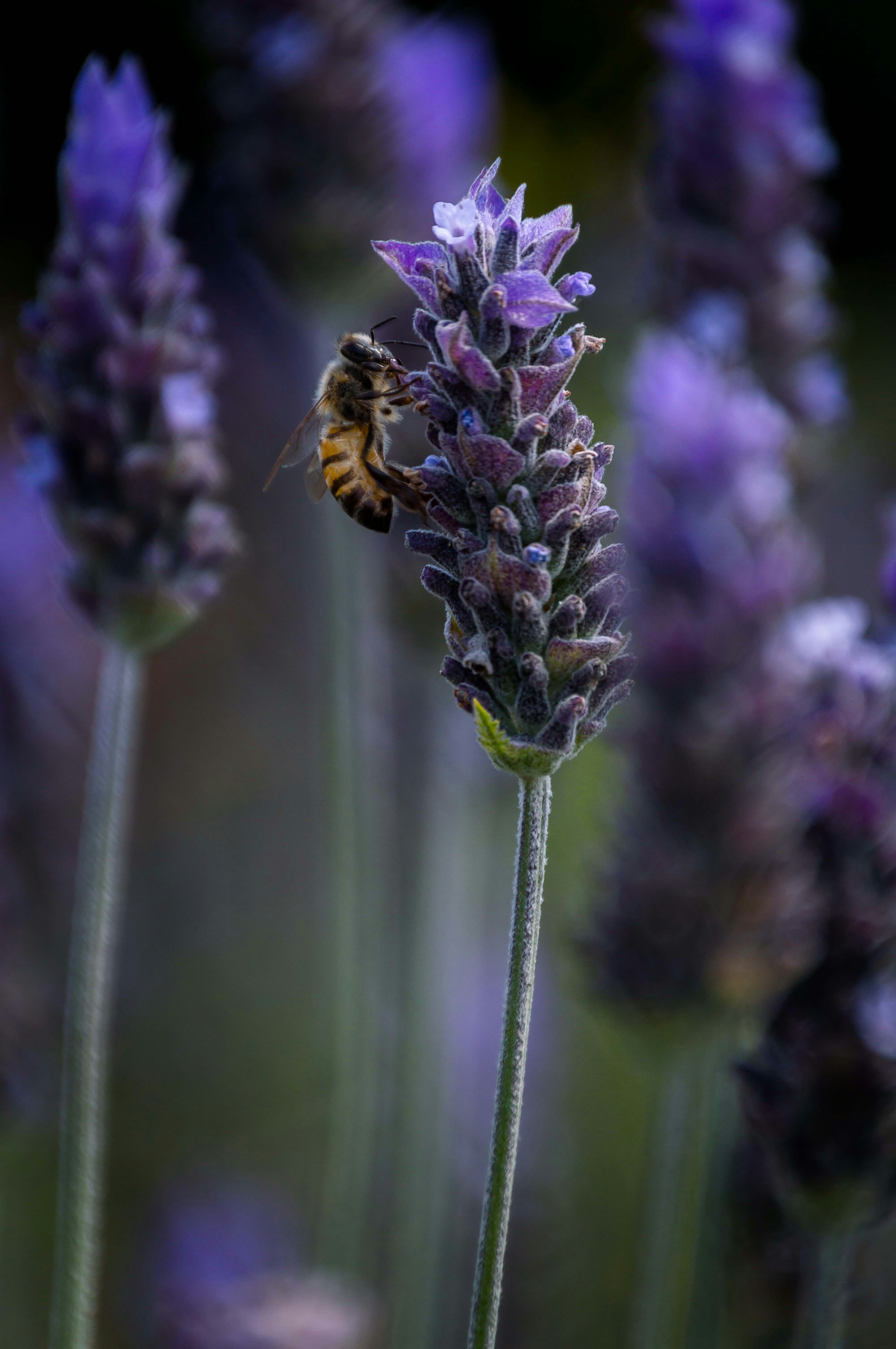 Bee collecting nectar from vibrant lavender flowers, showcasing the beauty of nature's pollinators. The delicate petals contrast with the bee's intricate details.