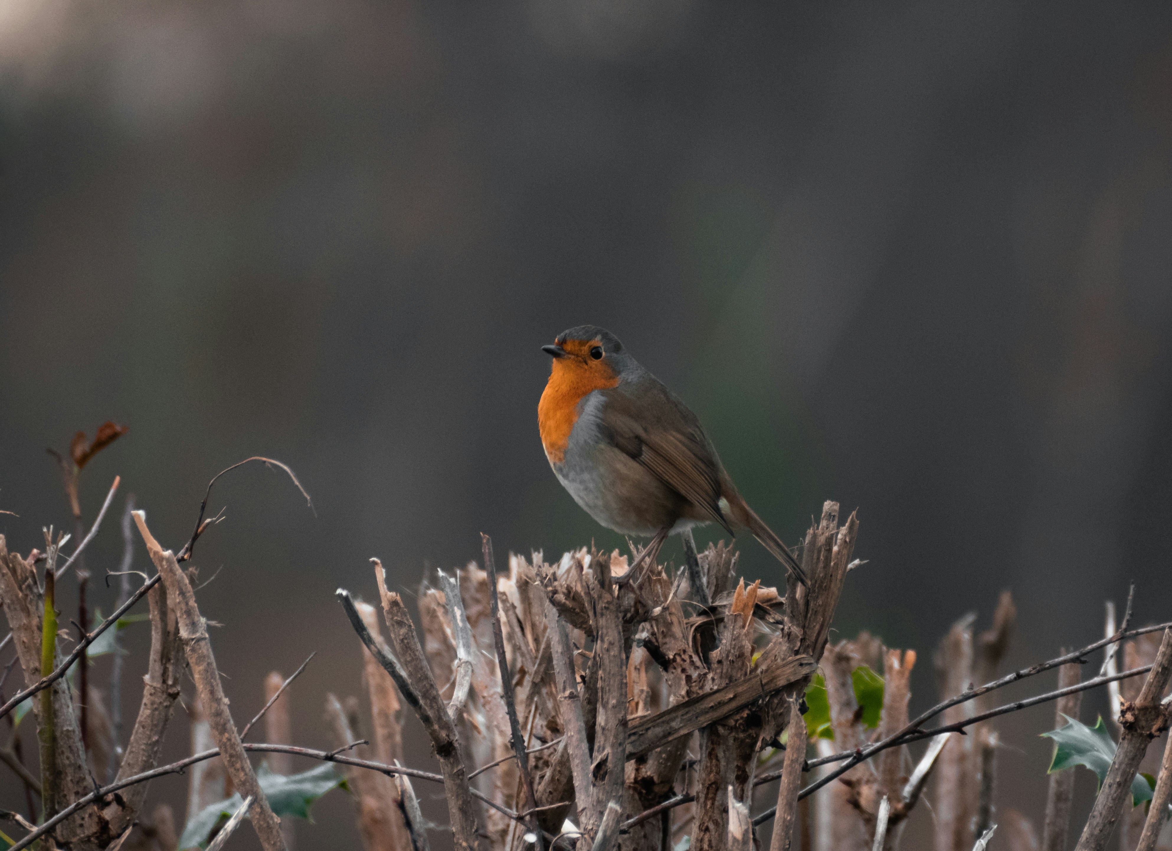 Red Robin Pictures | Download Free Images on Unsplash