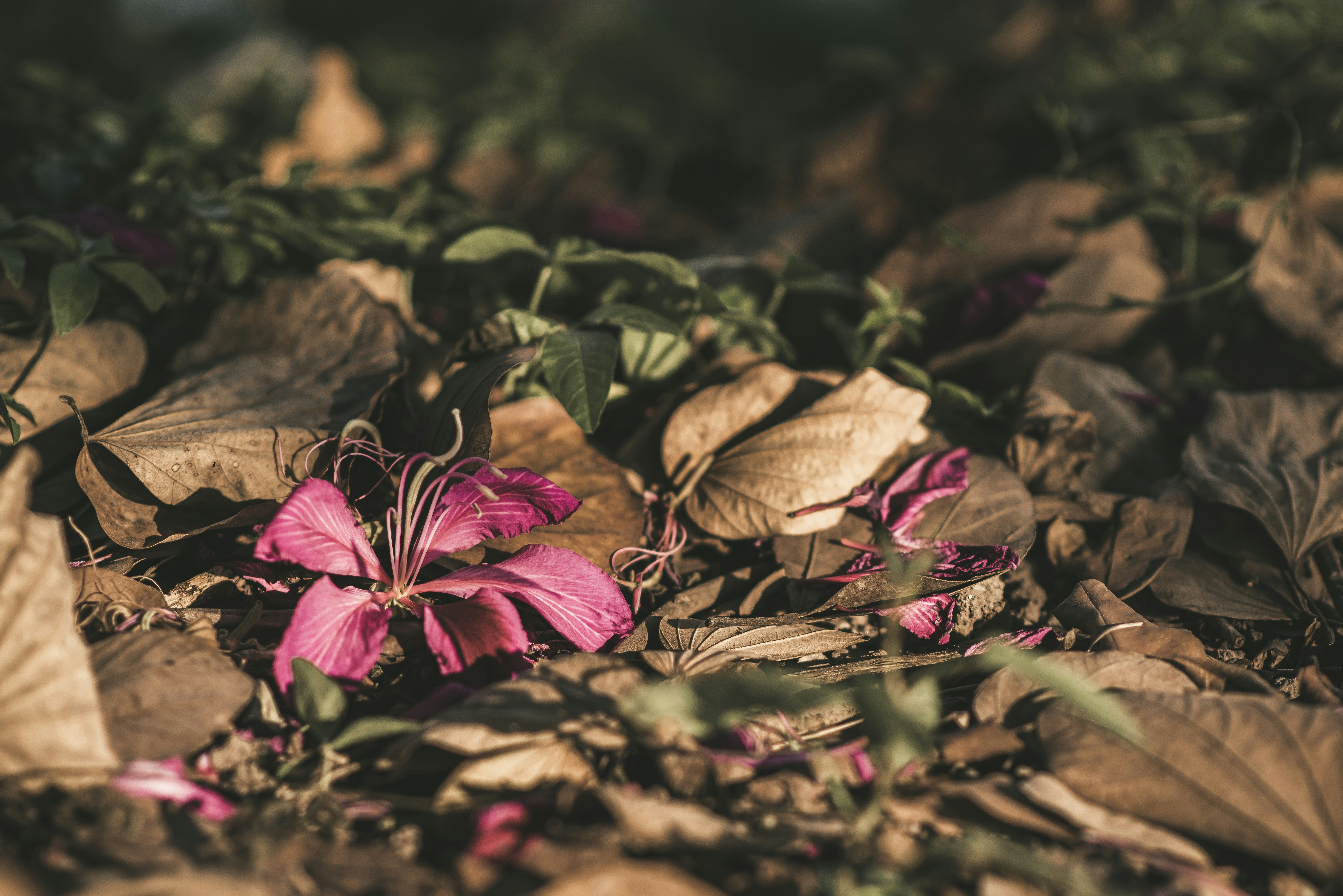 Pink geranium afloat in a sea of autumn leaf litter