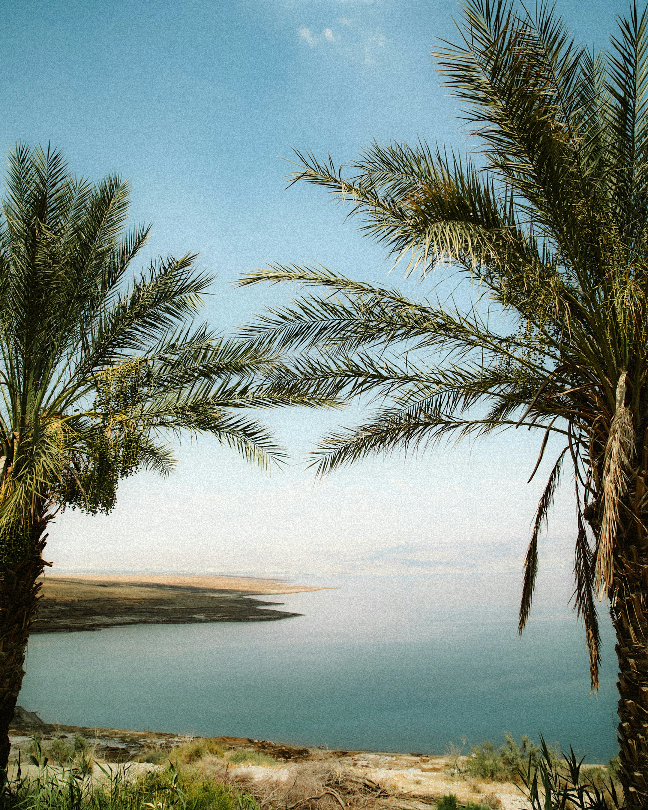 Lush palm trees frame a tranquil view of the calm waters meeting the horizon under a clear blue sky.
