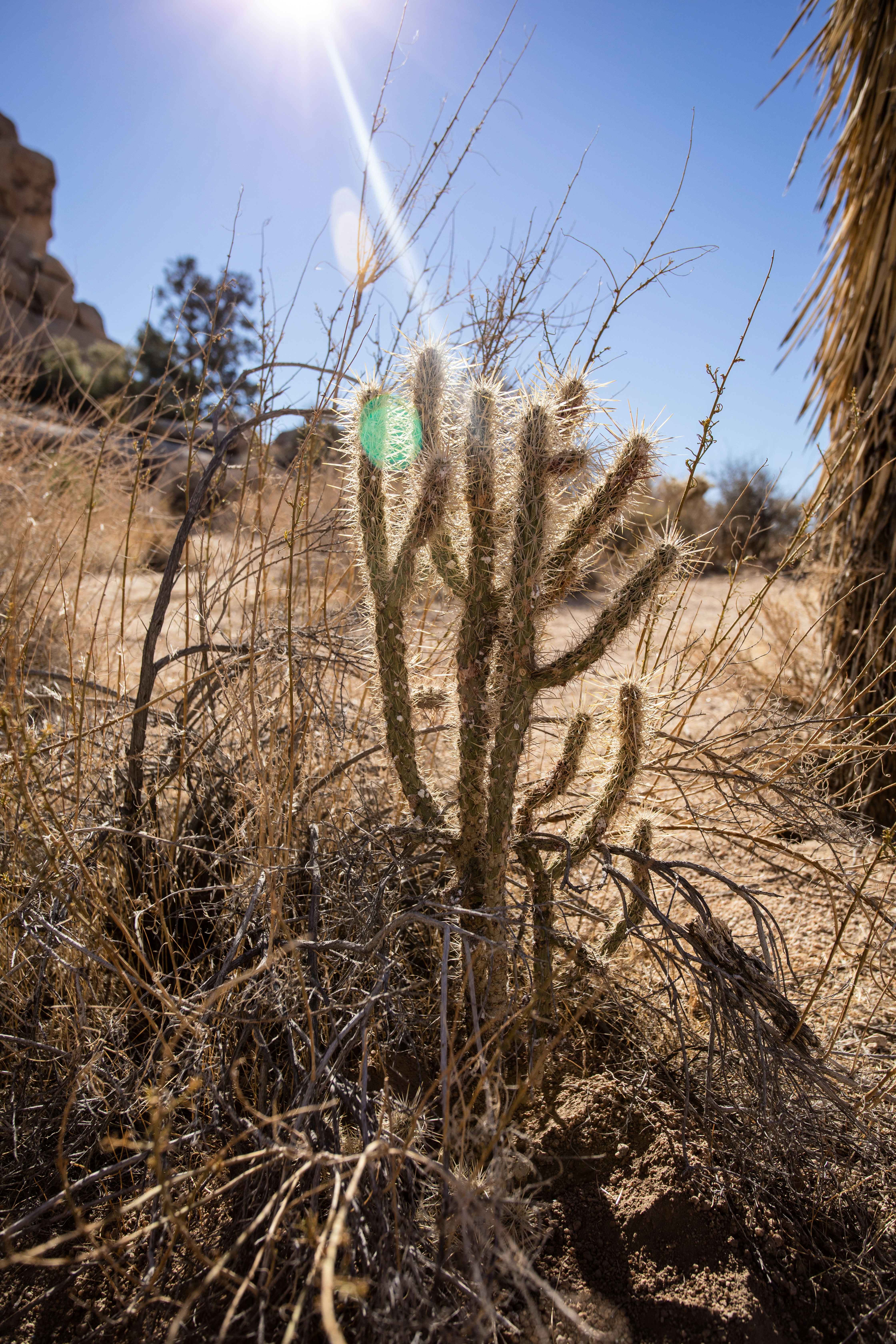 a cactus in the desert with the sun in the background