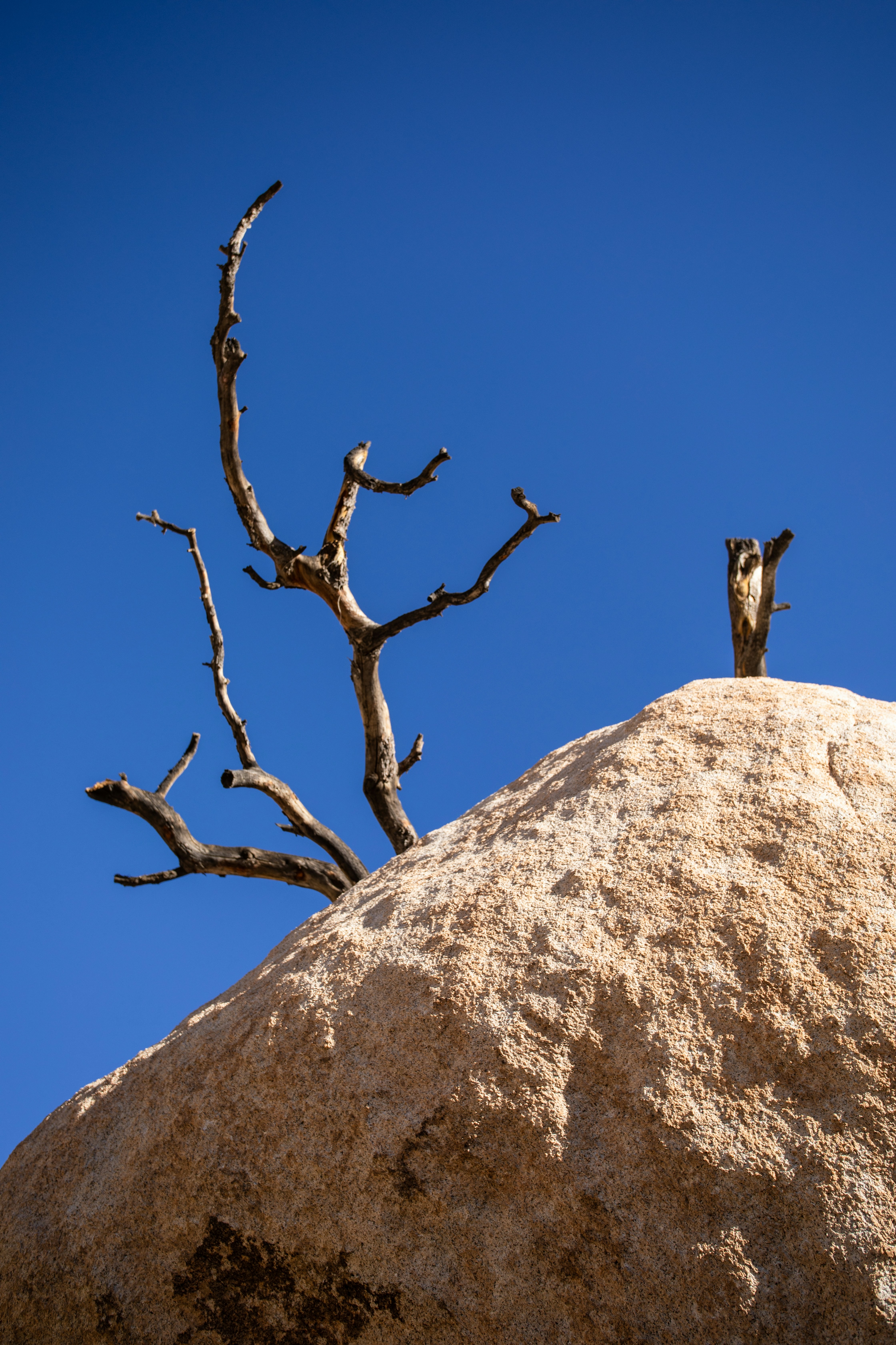 Desert Tree silhouette cresting a sunlit boulder against a cobalt sky