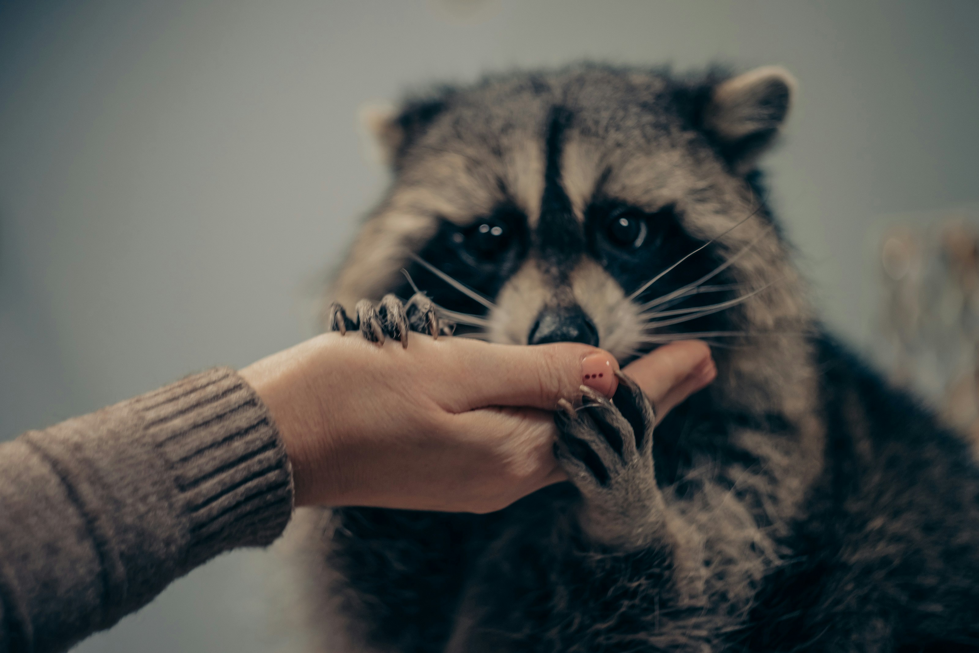 A raccoon curiously interacts with a human hand, showcasing a moment of connection and trust. The warm tones enhance the intimate atmosphere.