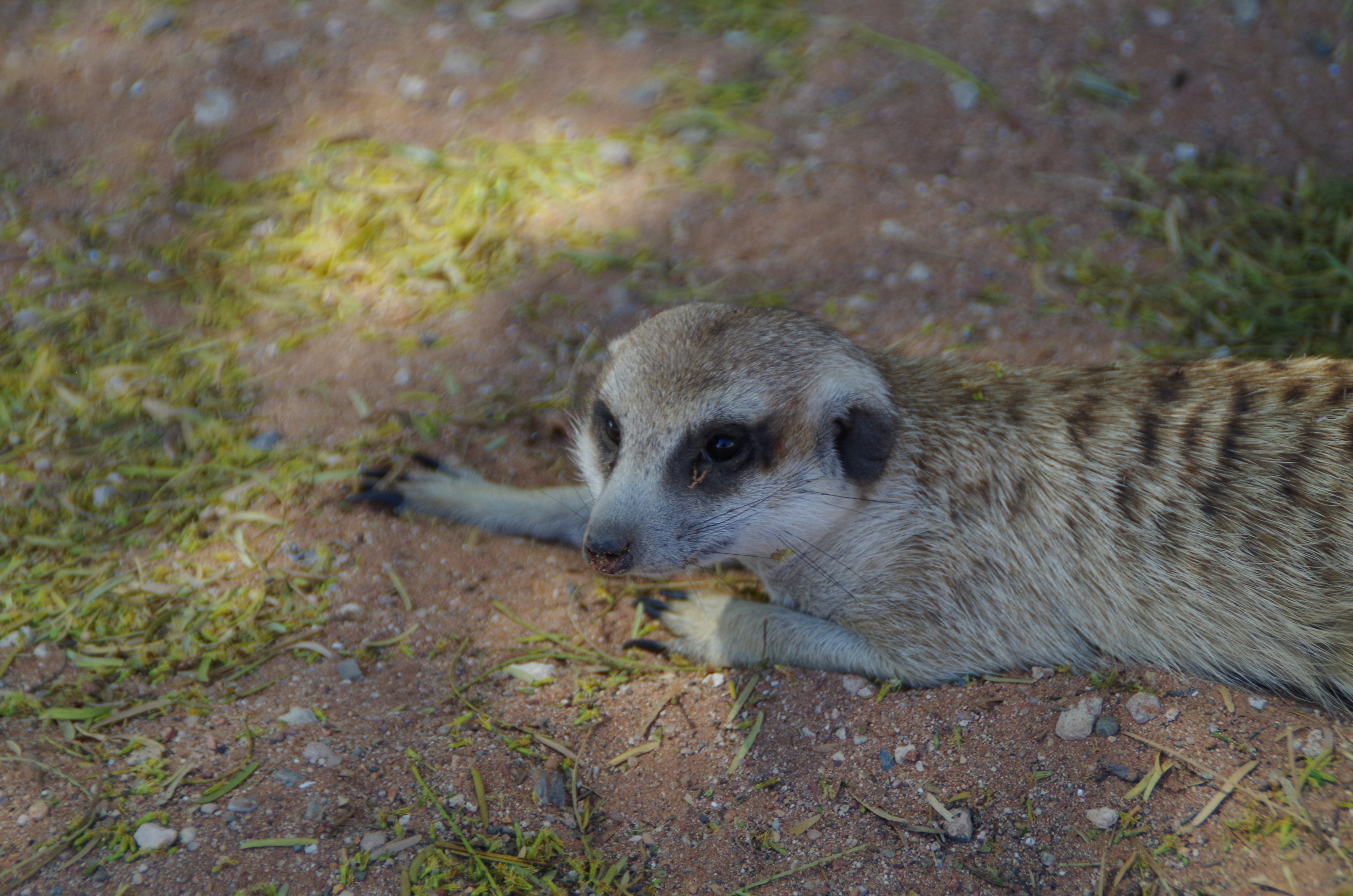Un petit animal étendu sur le sol photo – Image gratuite de Namibie sur ...