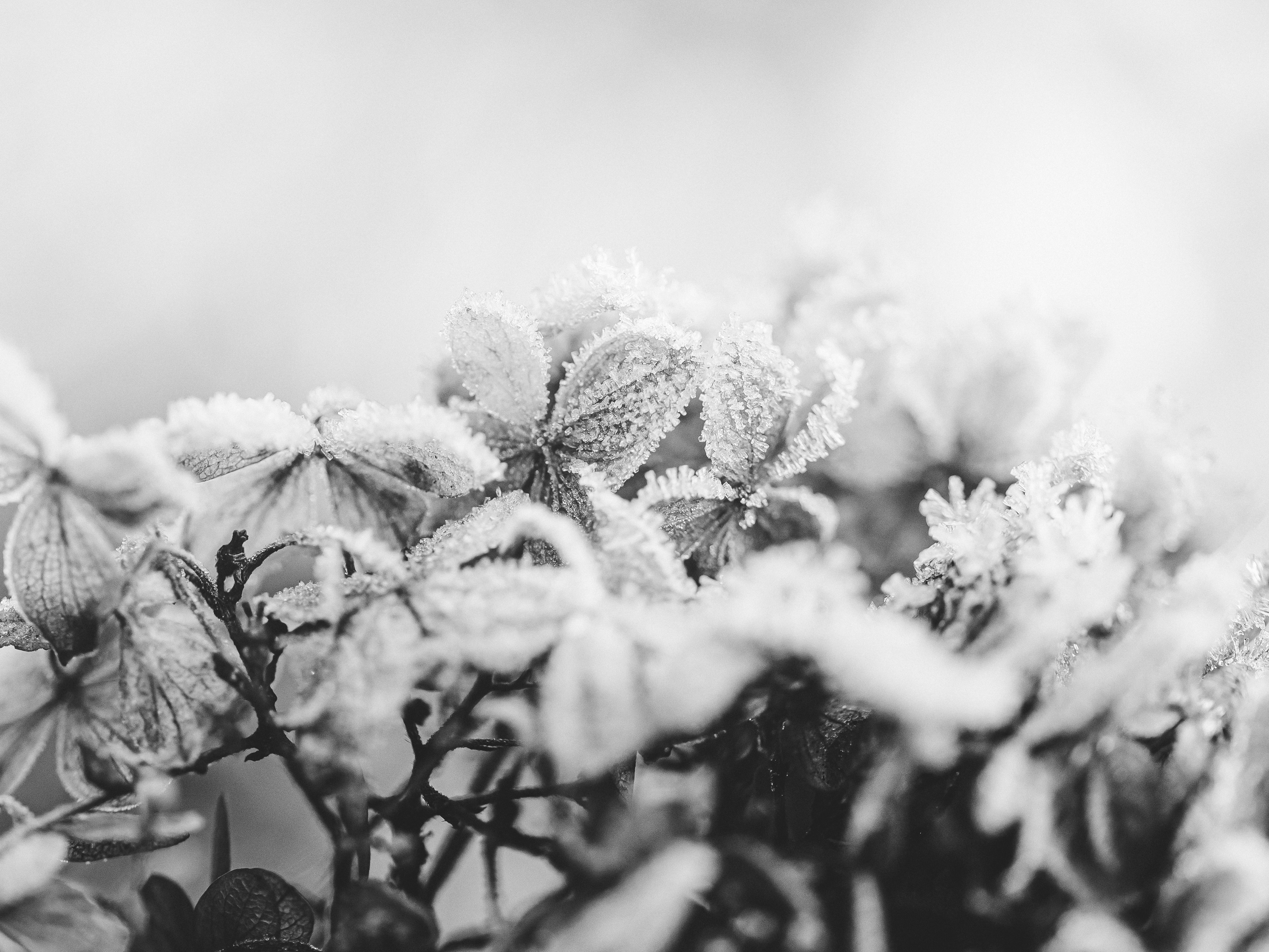 A black and white photo of a bunch of flowers photo – Free Frost Image ...