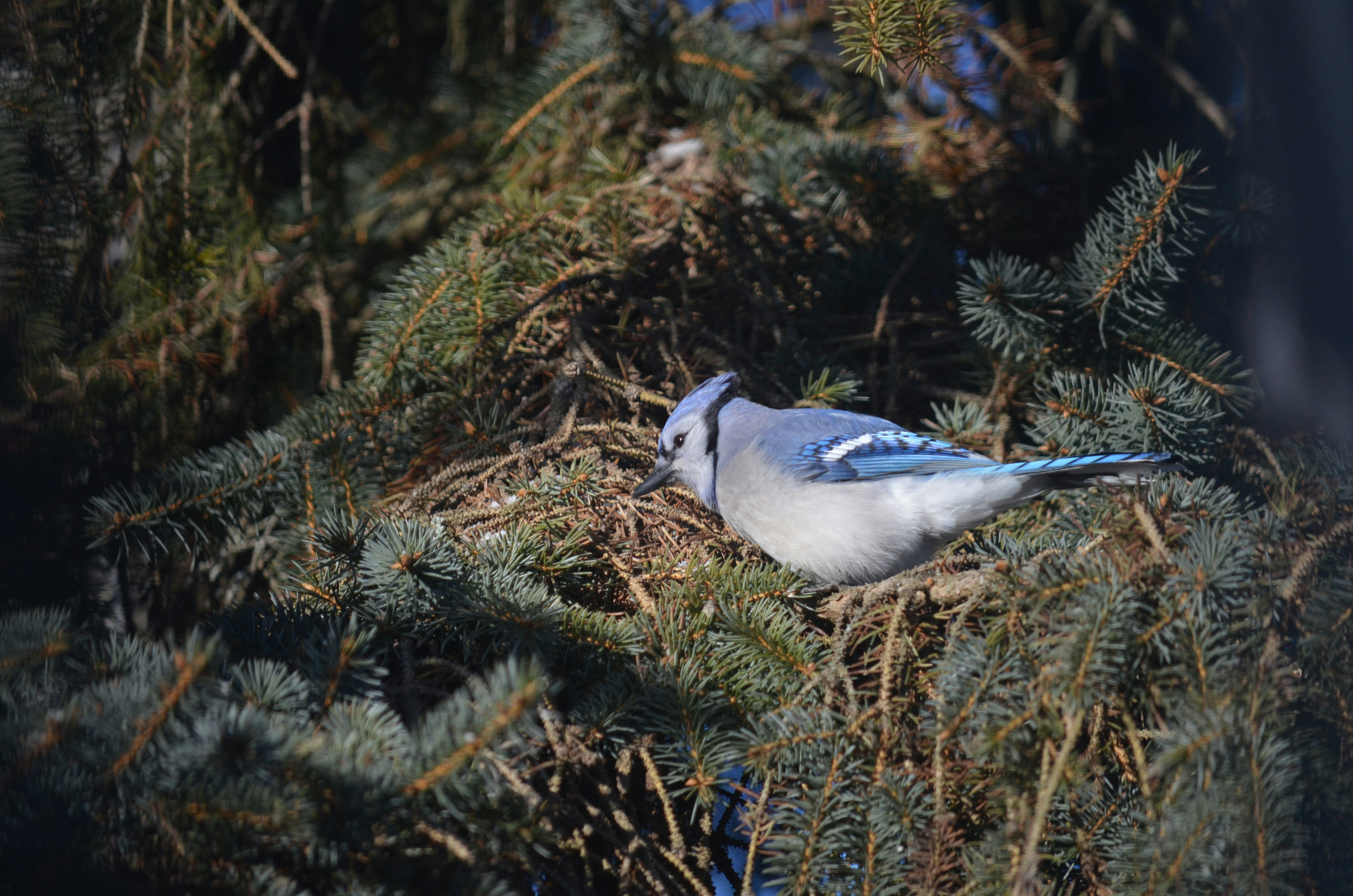Azure Watcher Among Quiet Pines