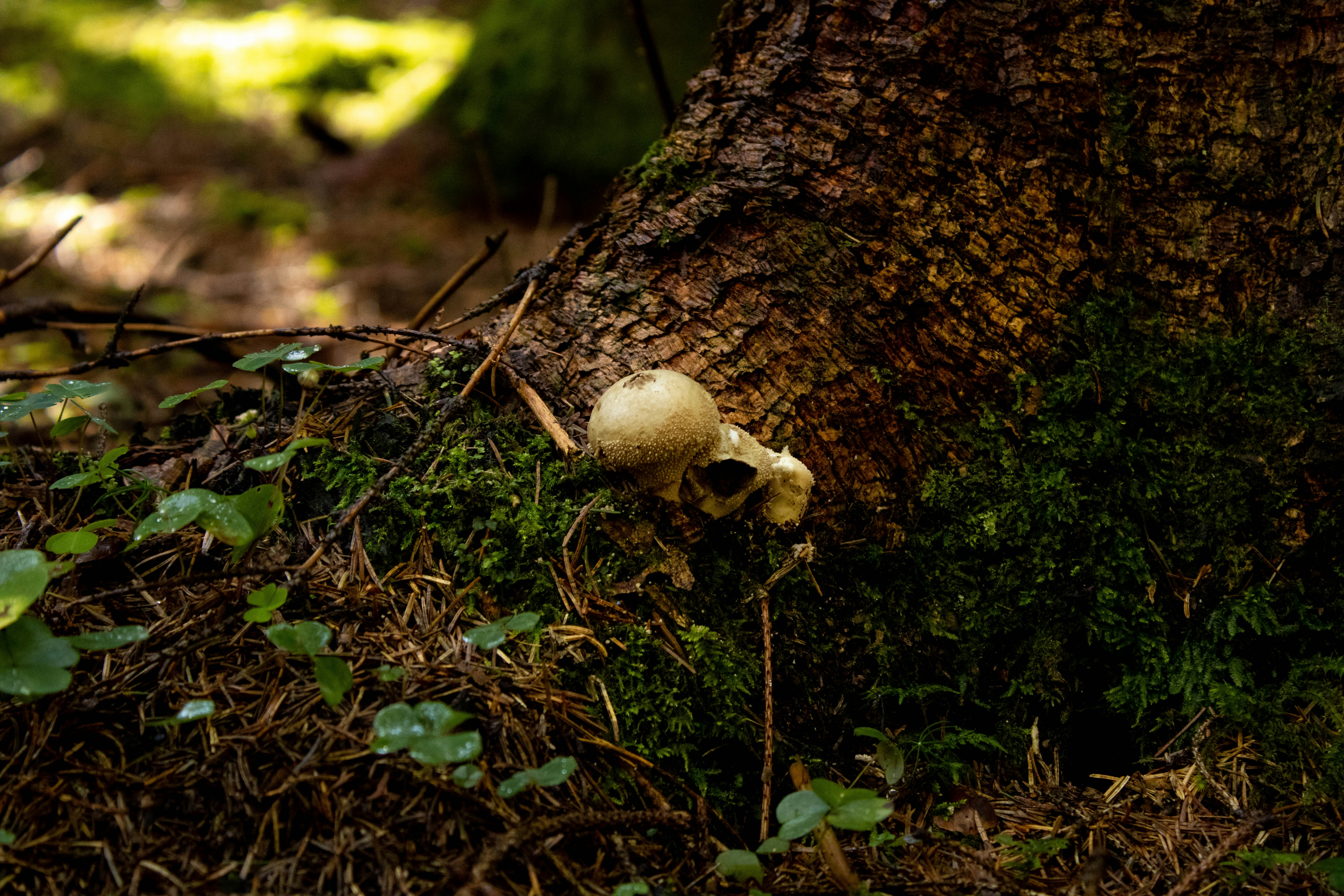 Mushrooms sprouting at the base of a moss-covered tree trunk in dappled forest light.