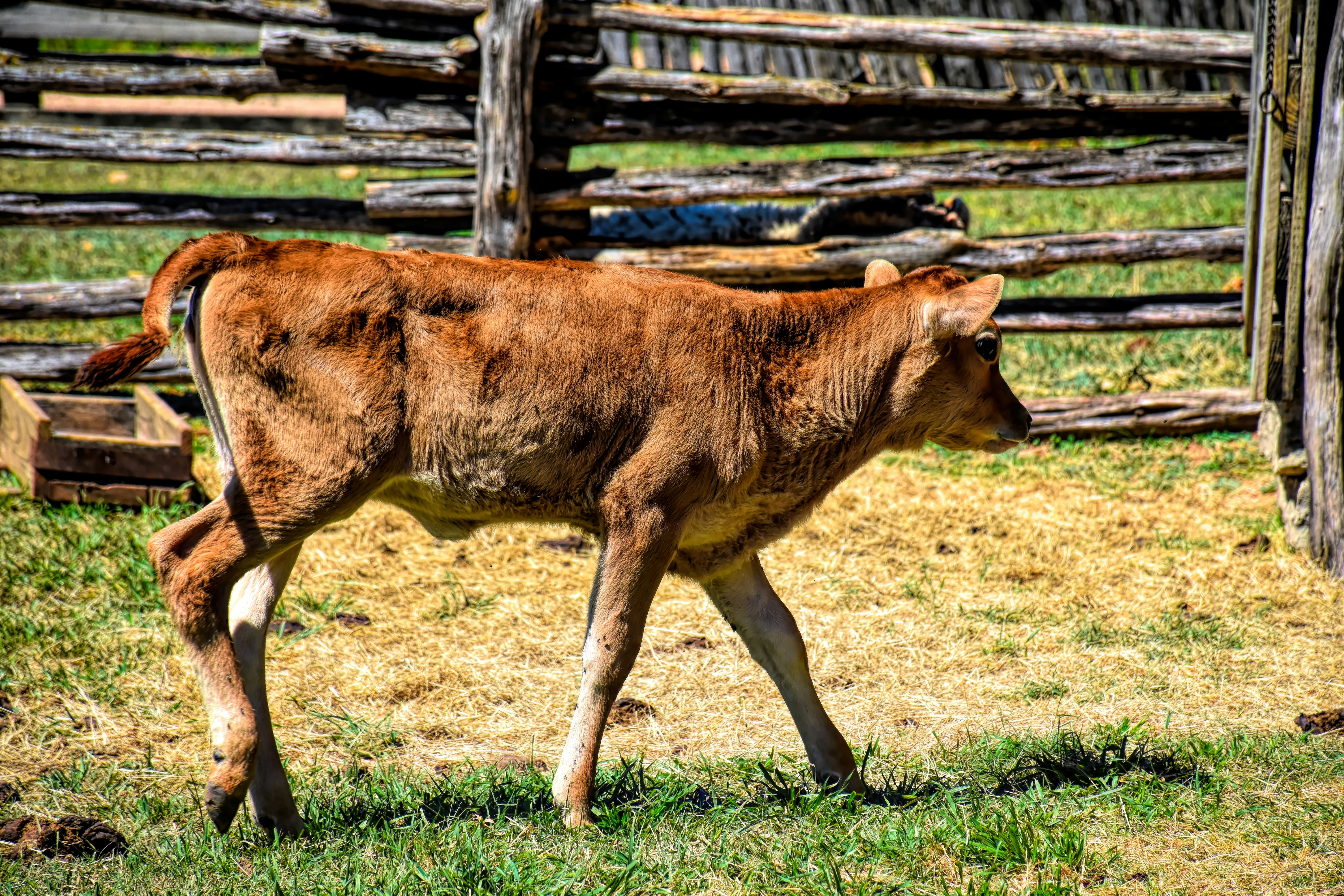 Calf in the barnyard 
