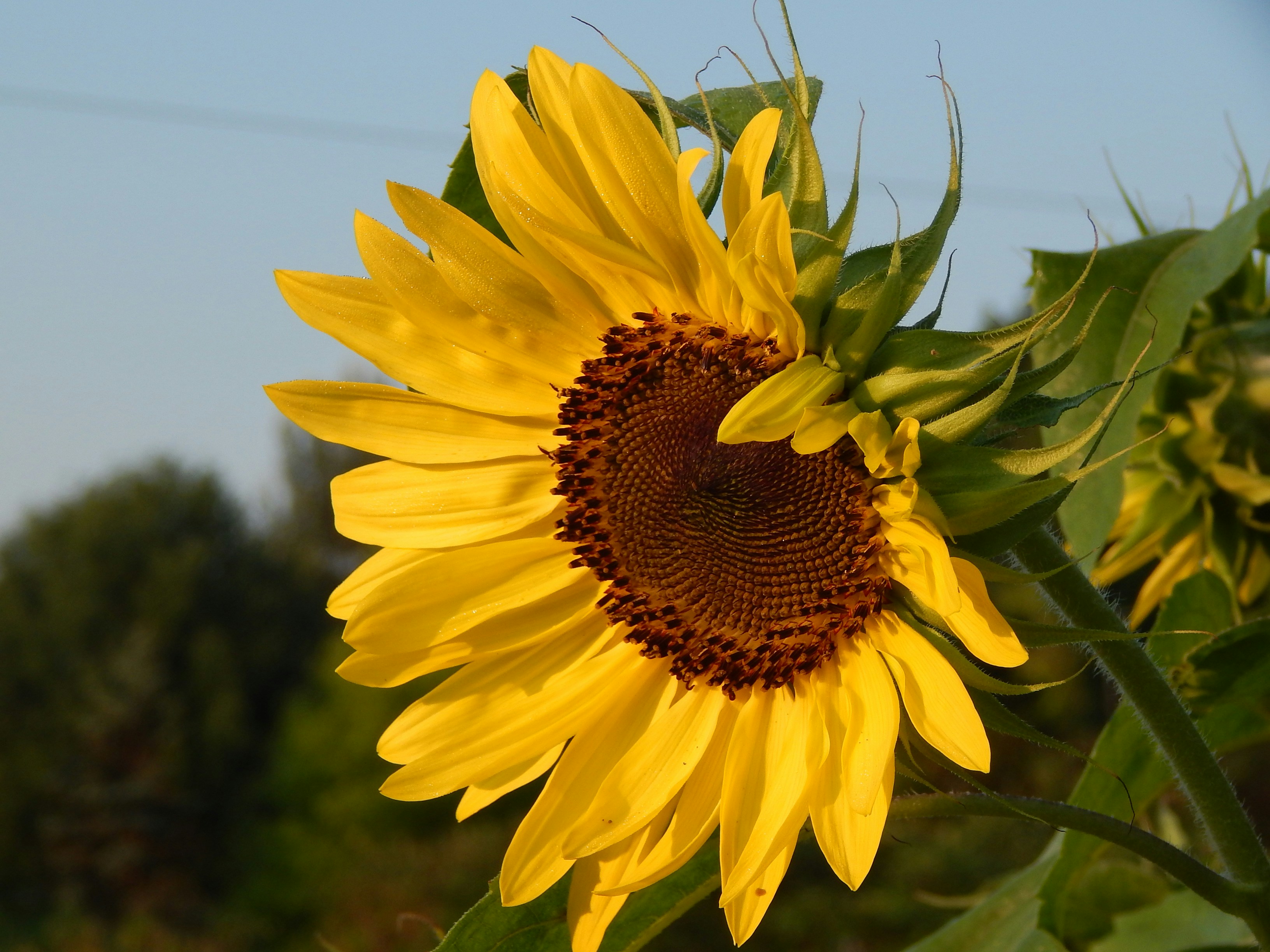 A large yellow sunflower in a field with trees in the background photo ...