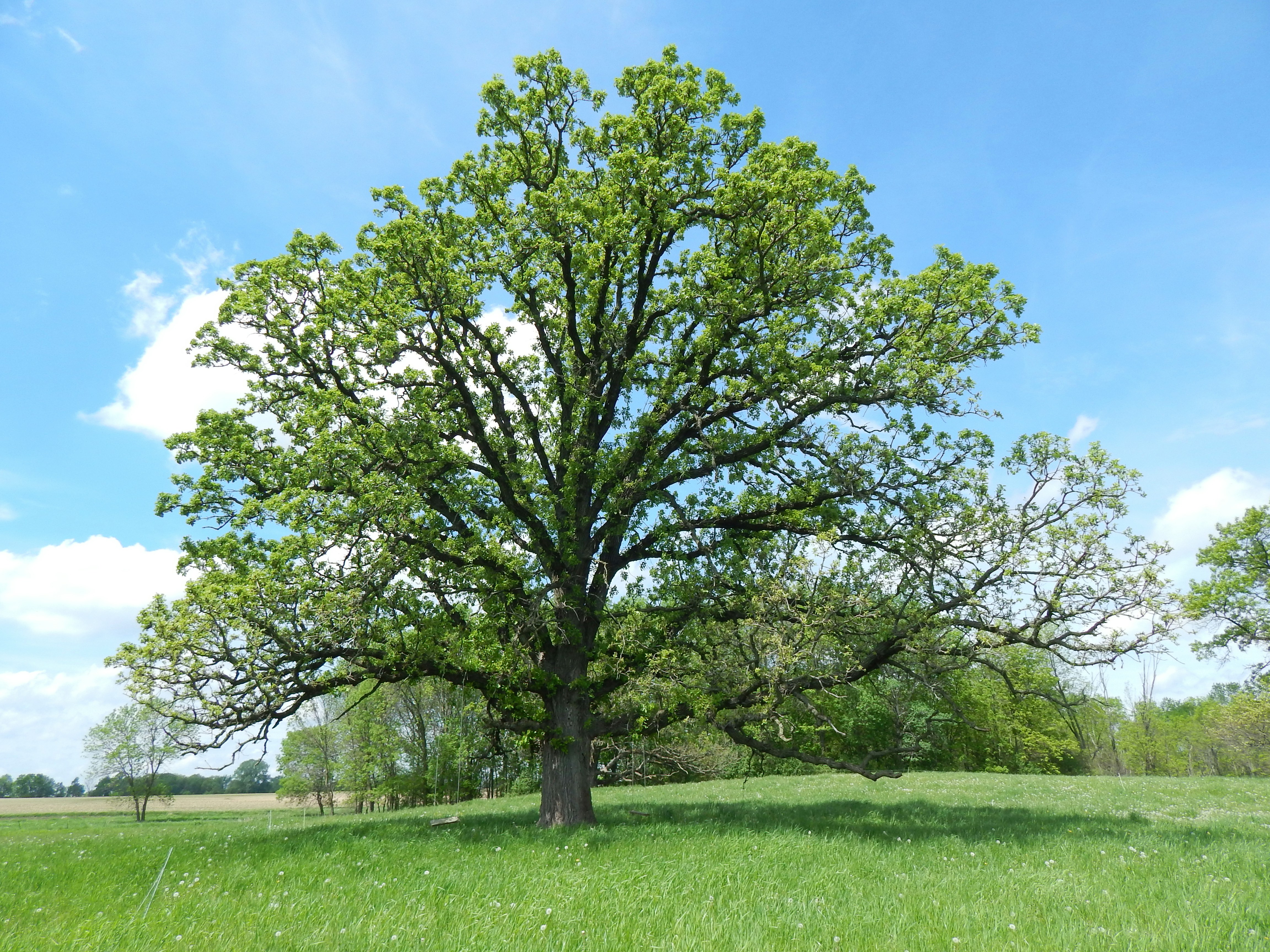 a large green tree sitting in the middle of a lush green field