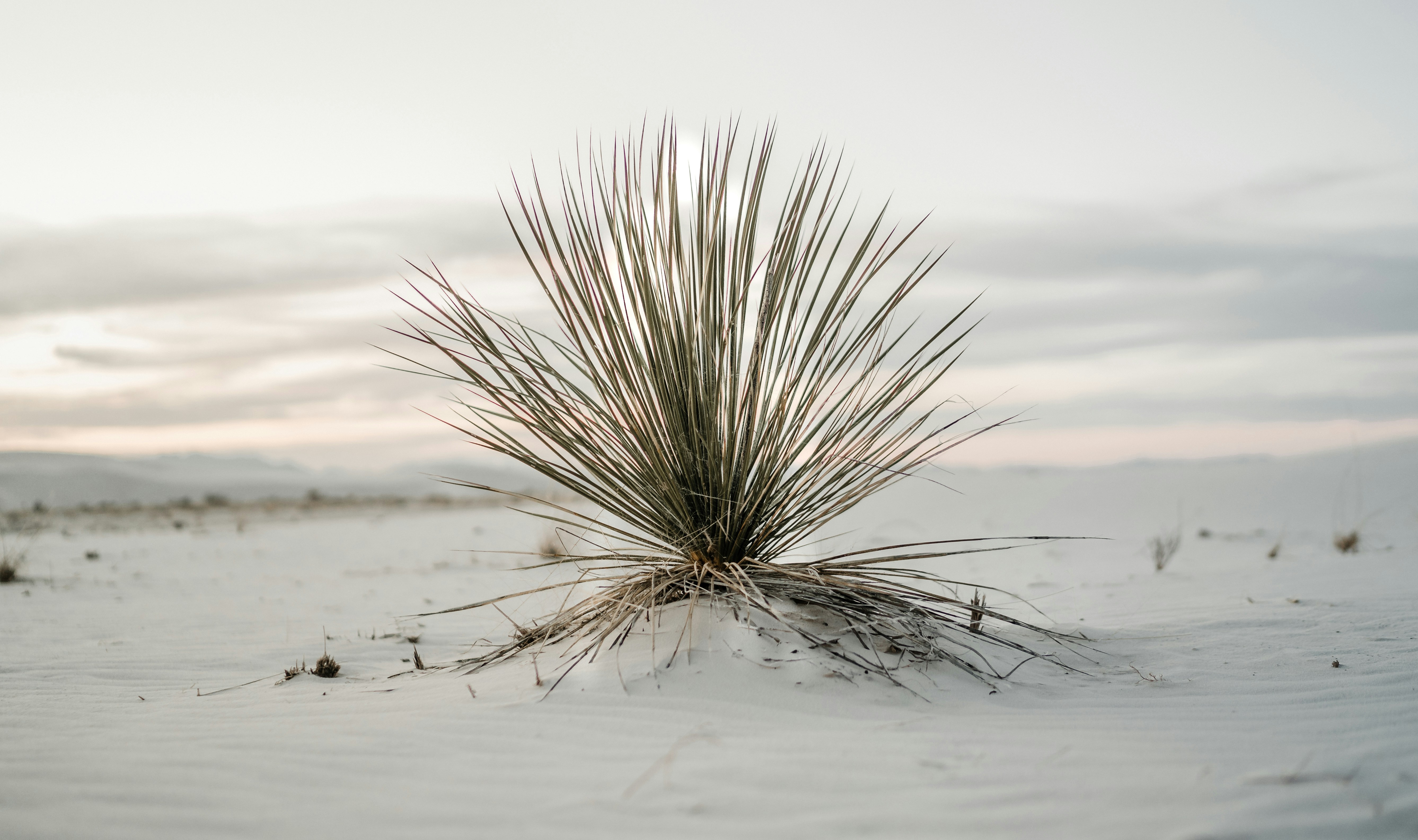 Solitary Yucca on a Frosted Dune at Dawn