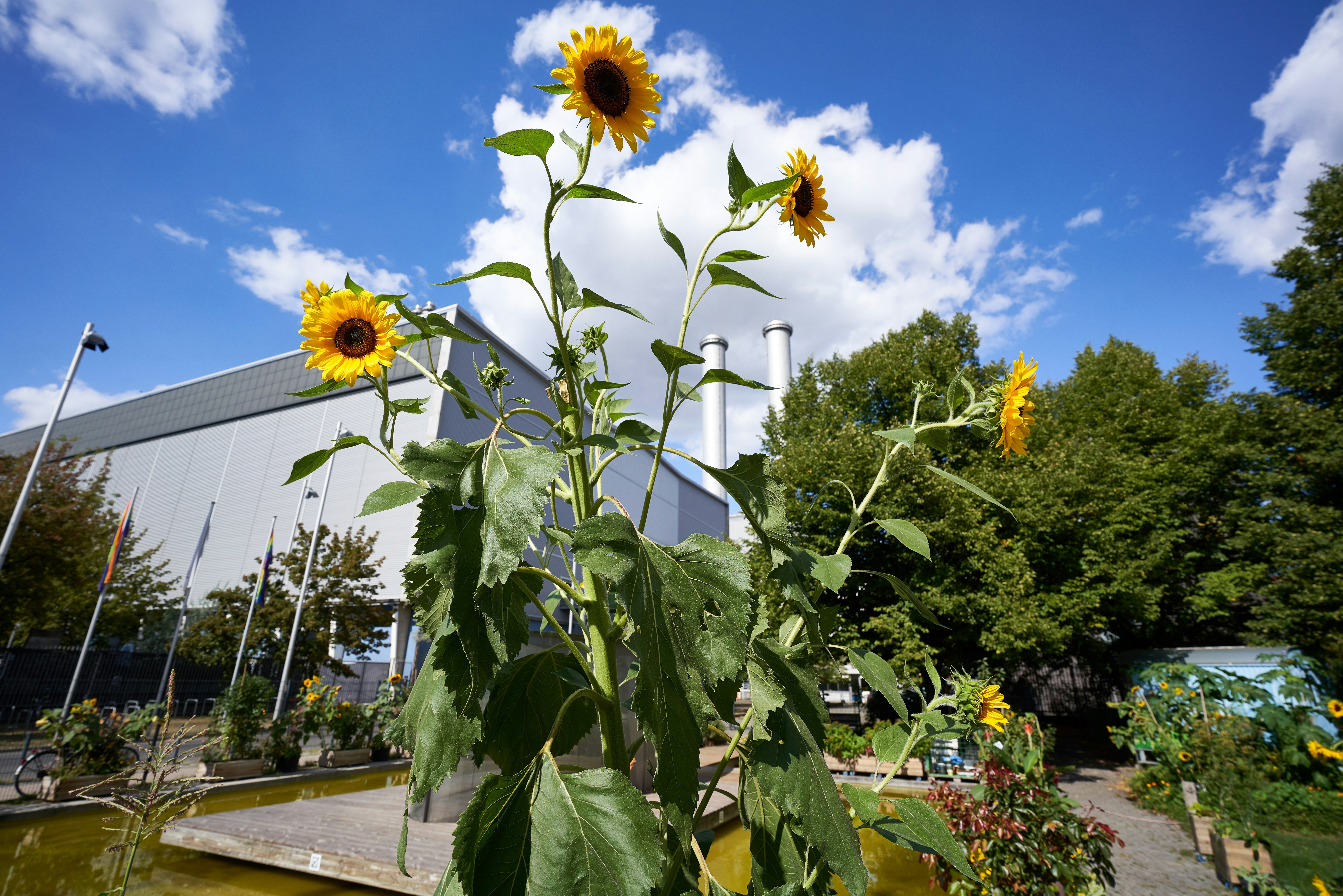 Tall sunflowers reaching for the sky in a vibrant garden setting, framed by a backdrop of clouds and greenery.