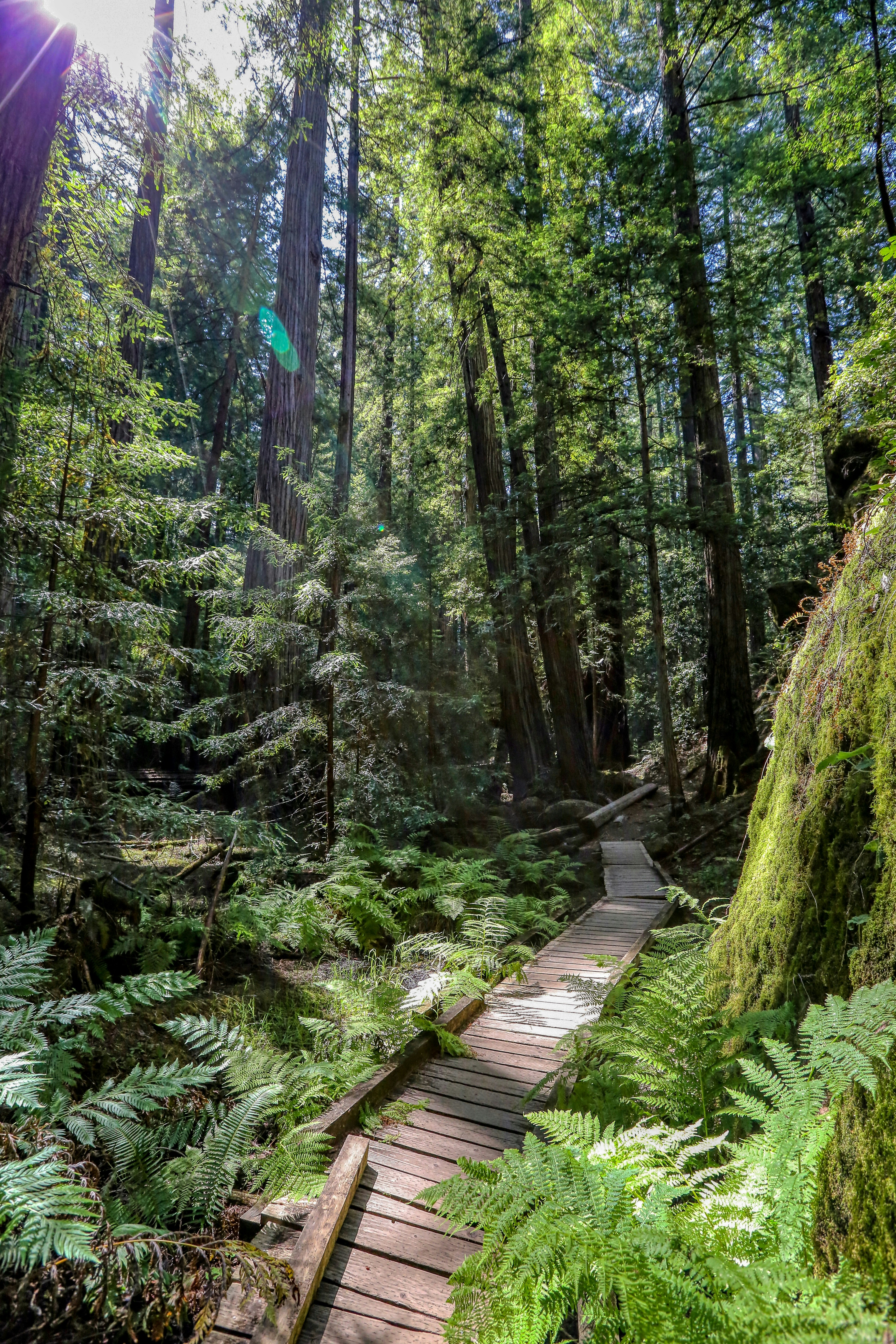 Un chemin en bois à travers une forêt verdoyante photo – Photo Réserve ...