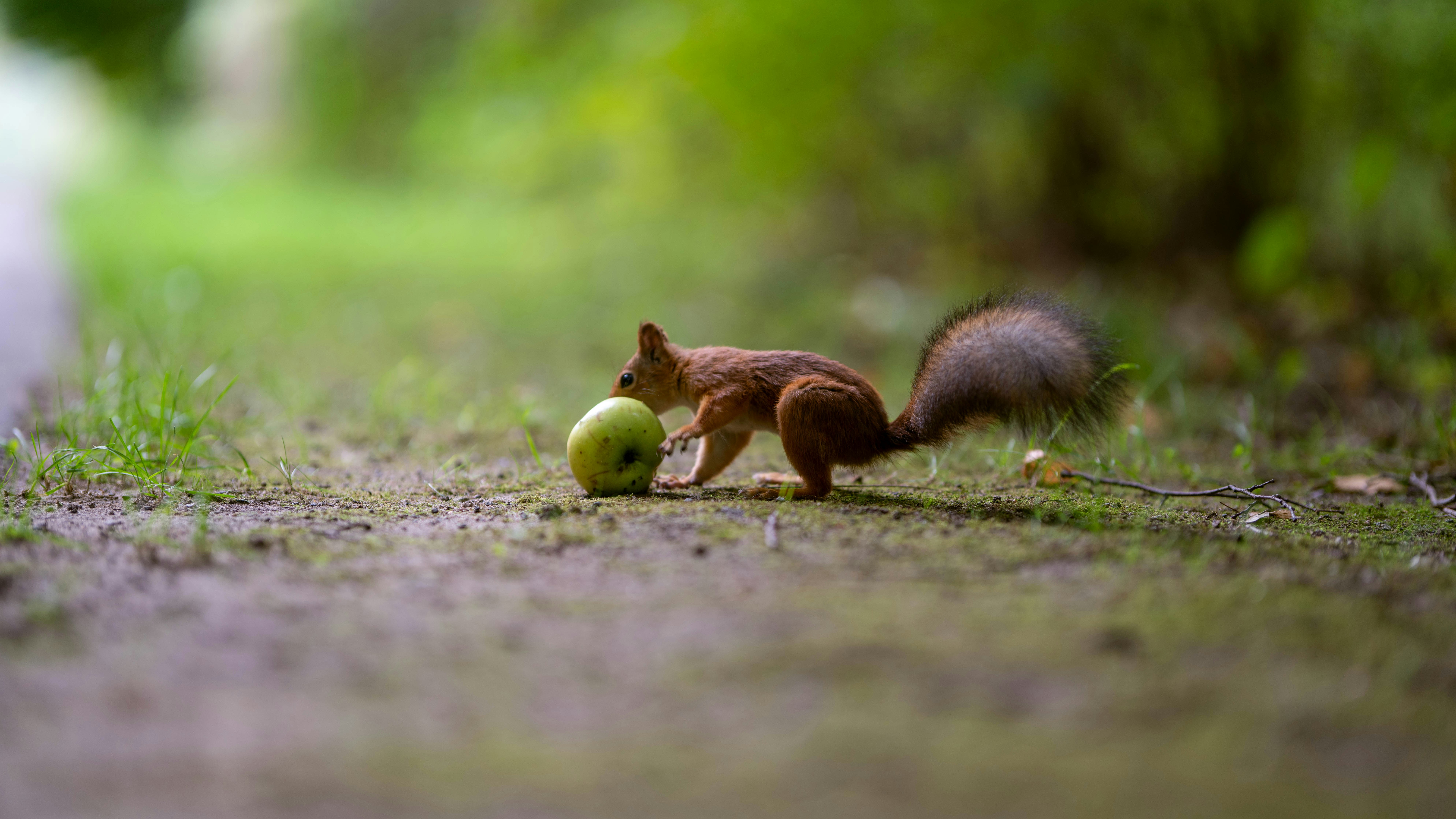 Forest Path Encounter: Squirrel Nuzzles a Green Apple