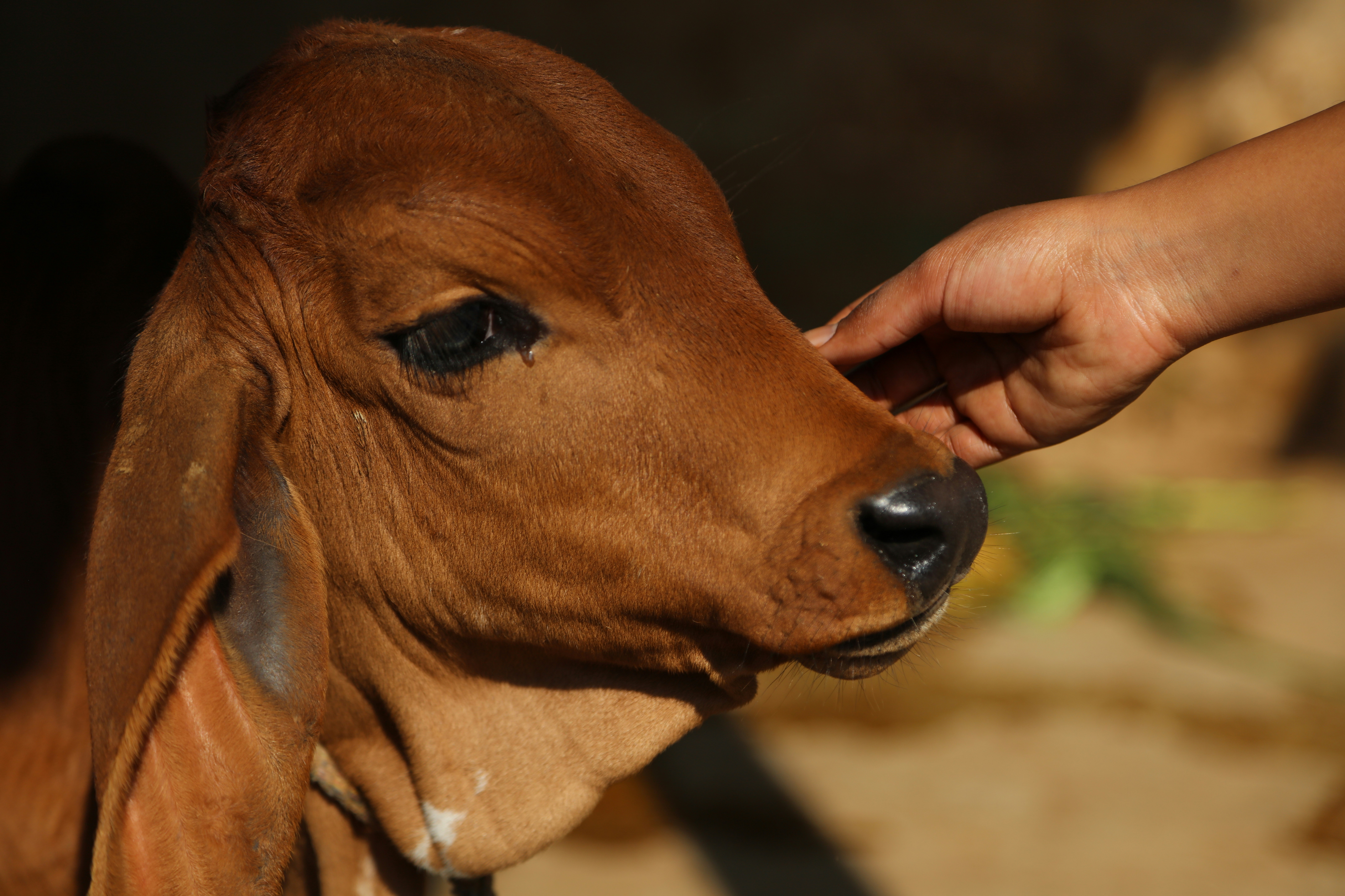 Warm Contact: Close-Up of a Hound and a Gentle Hand in Afternoon Light