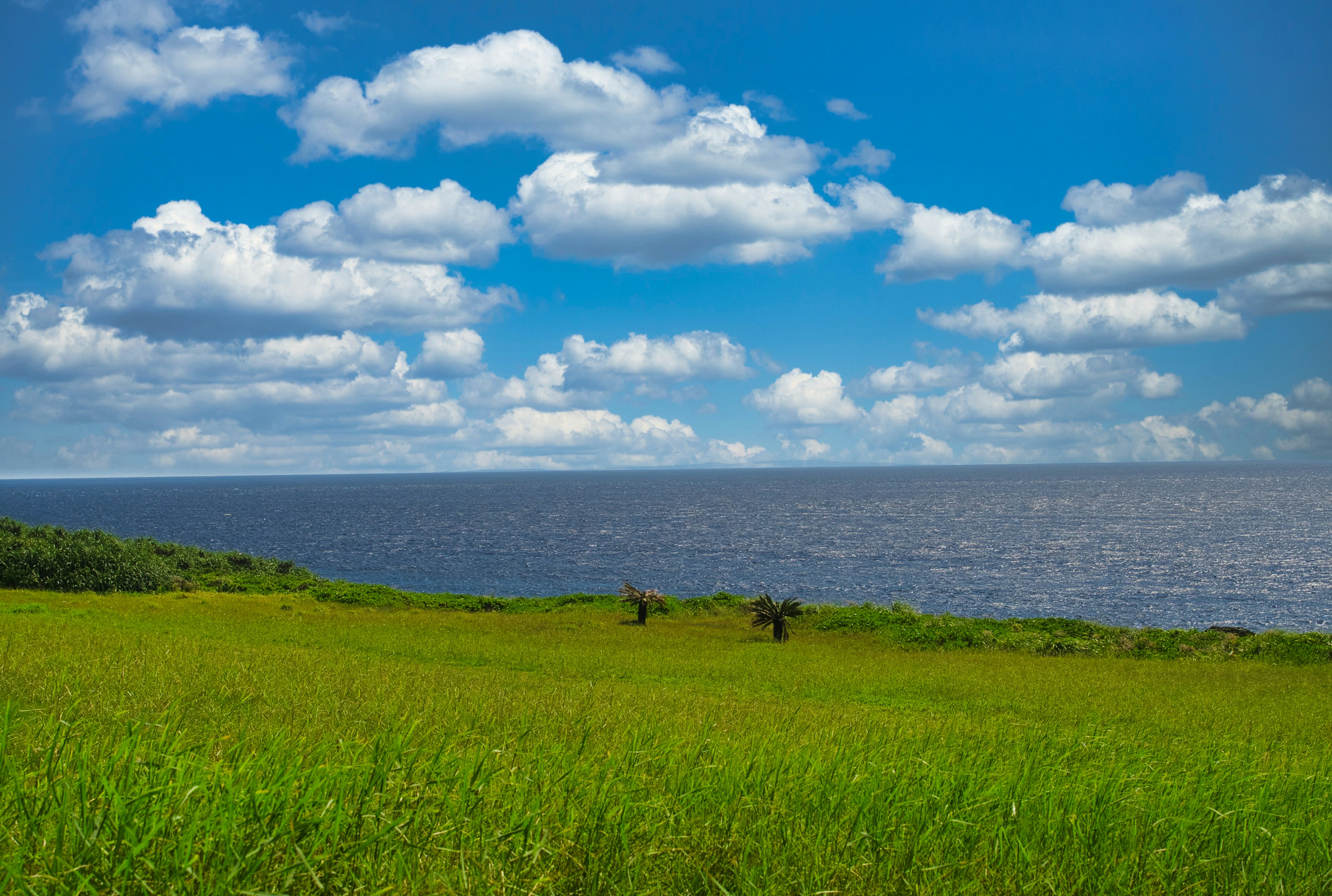 Verdant Foreshore and Azure Horizon: A Calm Coastal Scene