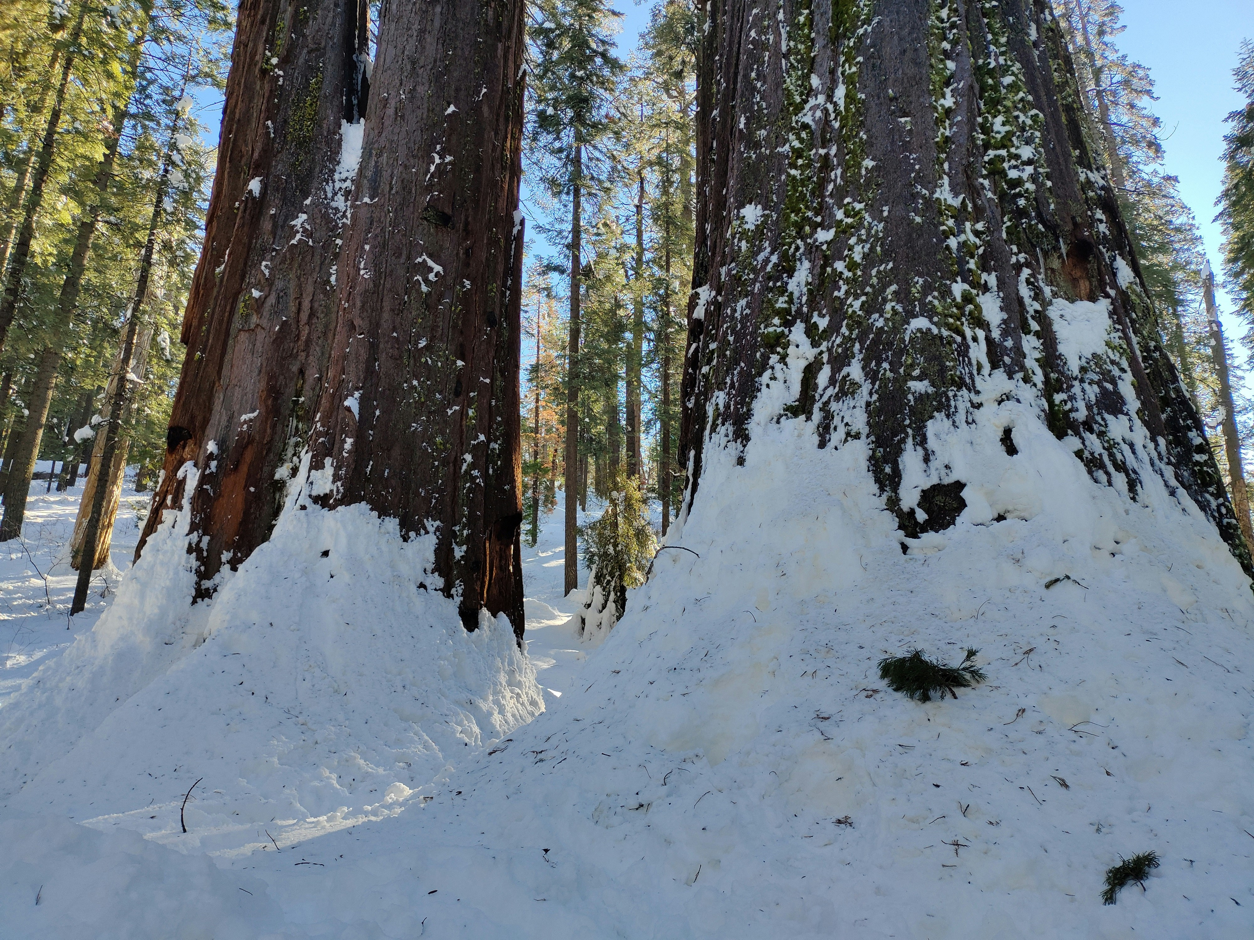 Snow-covered forest with towering pine trunks and sunlit drifts along their bases, a serene winter scene.
