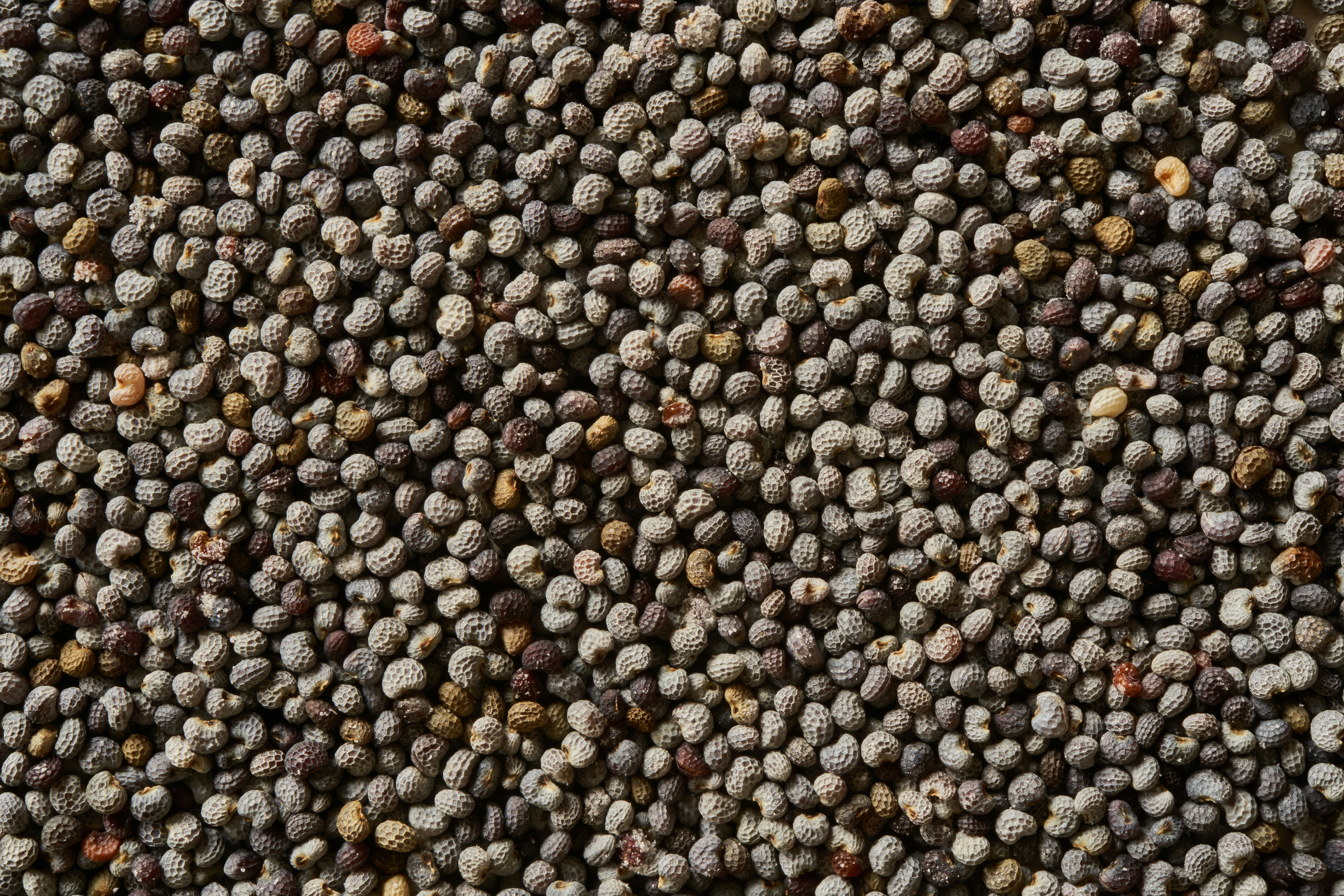 A close up of a bunch of seeds photo – Free Pattern Image on Unsplash