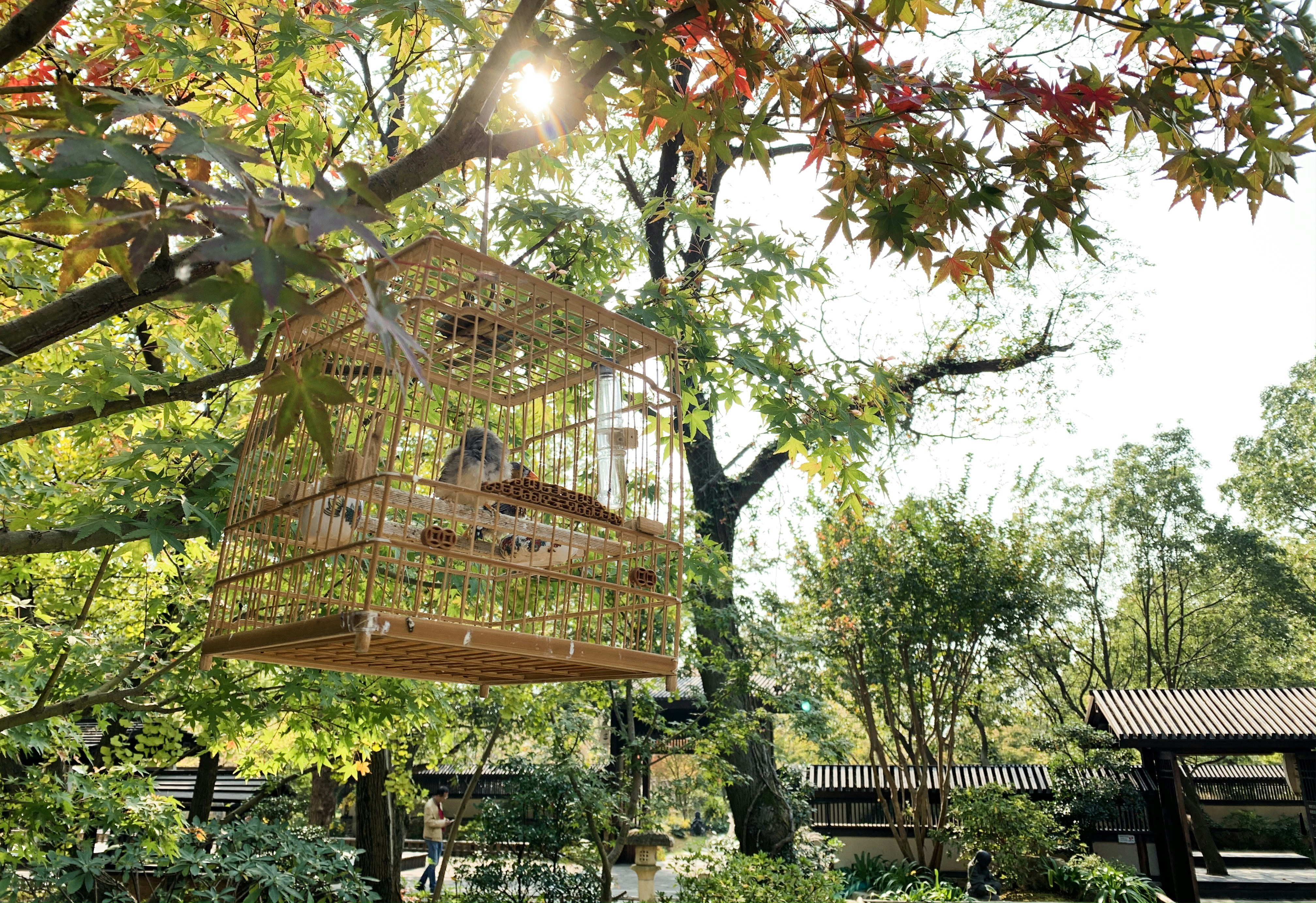 A bird cage hanging from a tree in a park photo – Free Building Image ...
