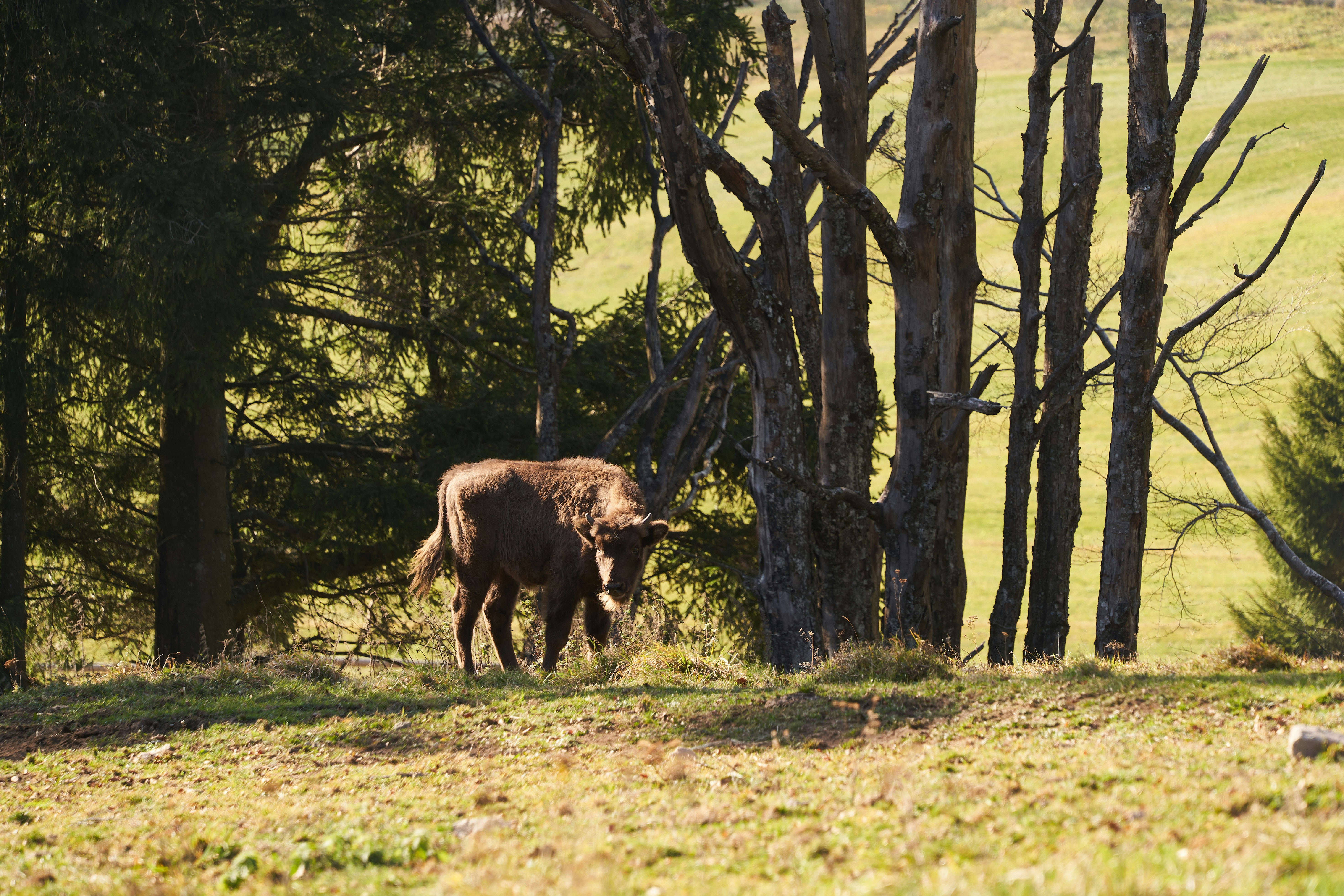 Foto Una vaca parada en medio de un bosque – Imagen Al aire libre ...