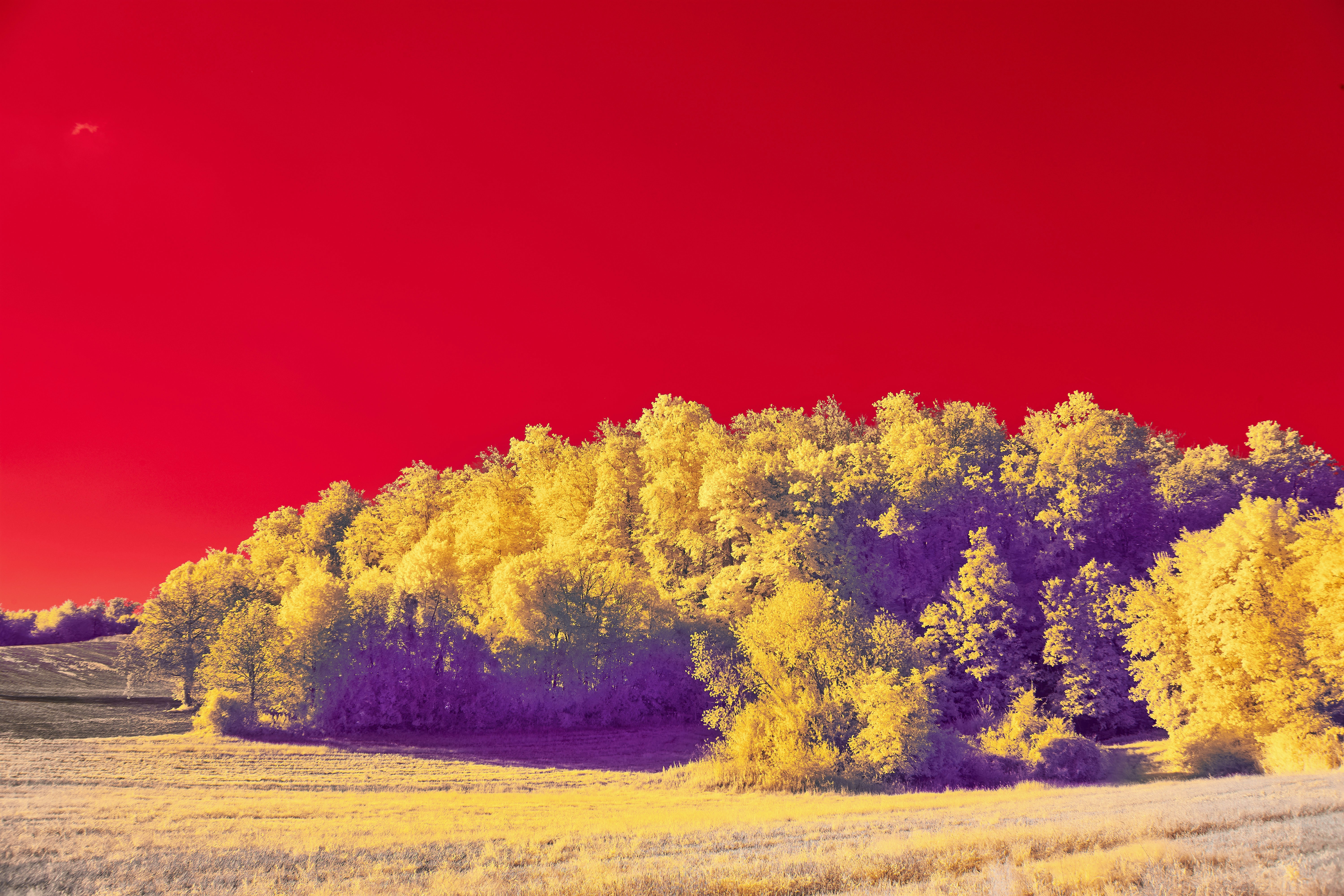 Un ciel rouge et quelques arbres dans un champ photo – Photo Infrarouge ...