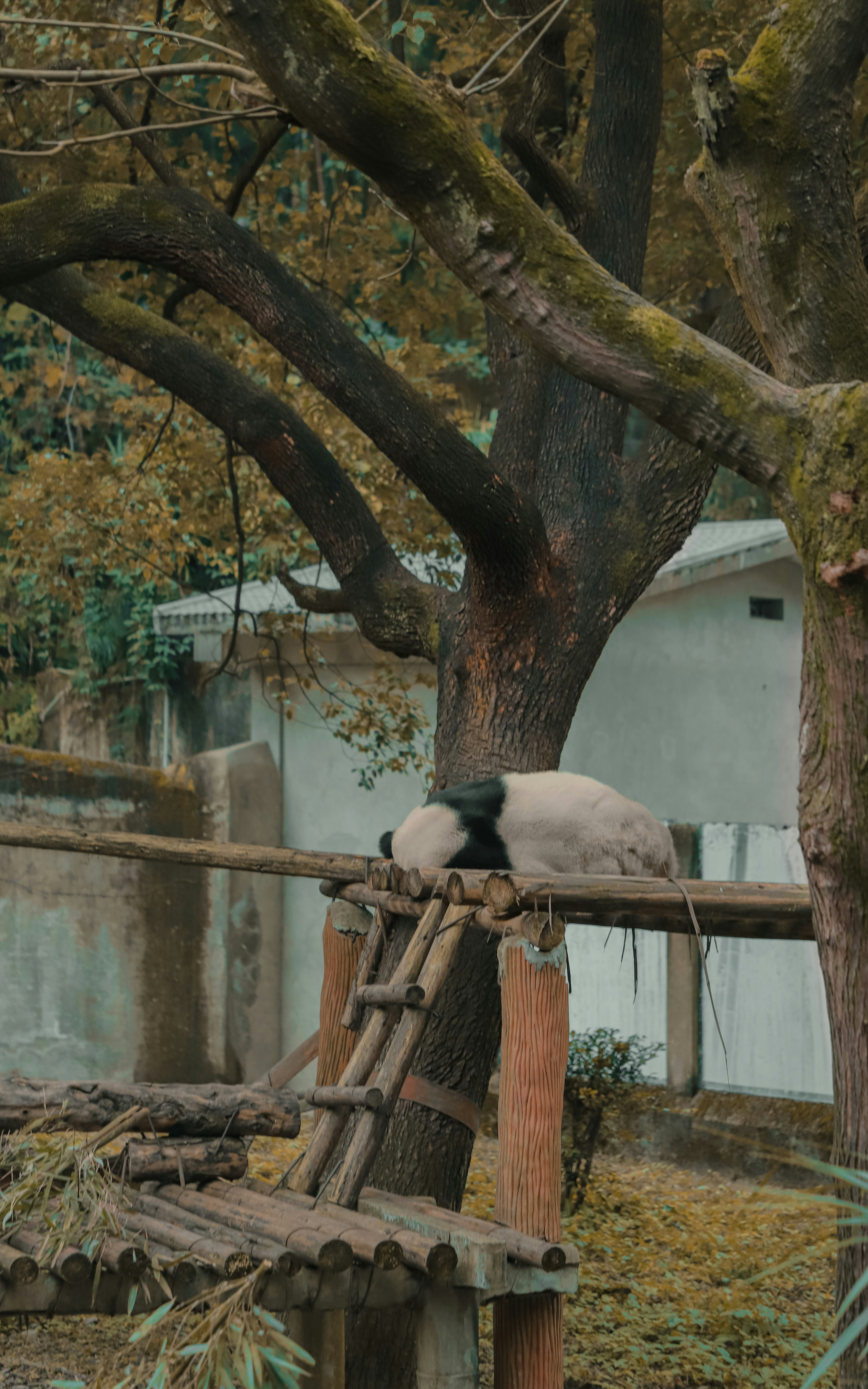 Panda is sleeping 