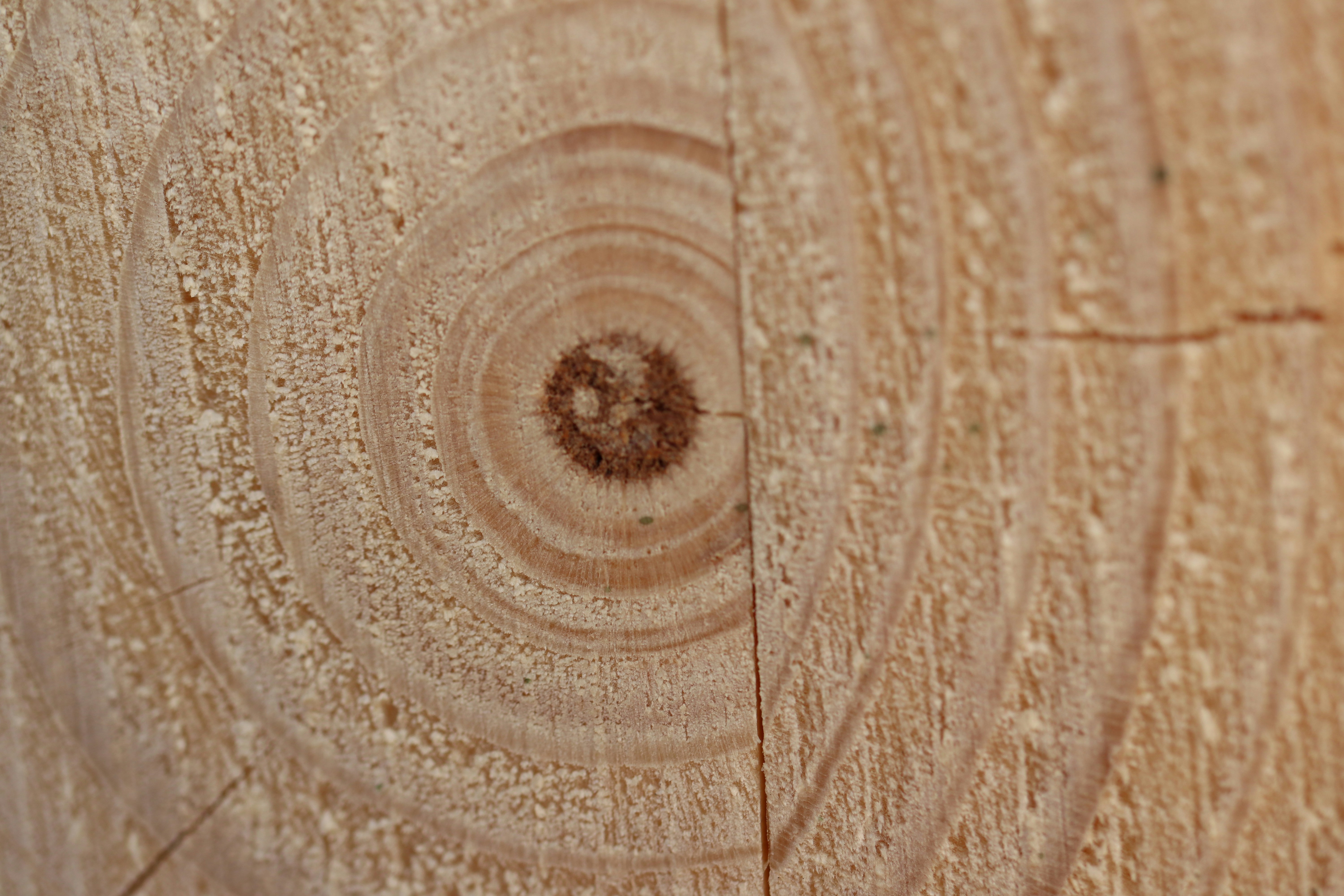 Concentric Tree Ring Macro: The Quiet Center of Growth