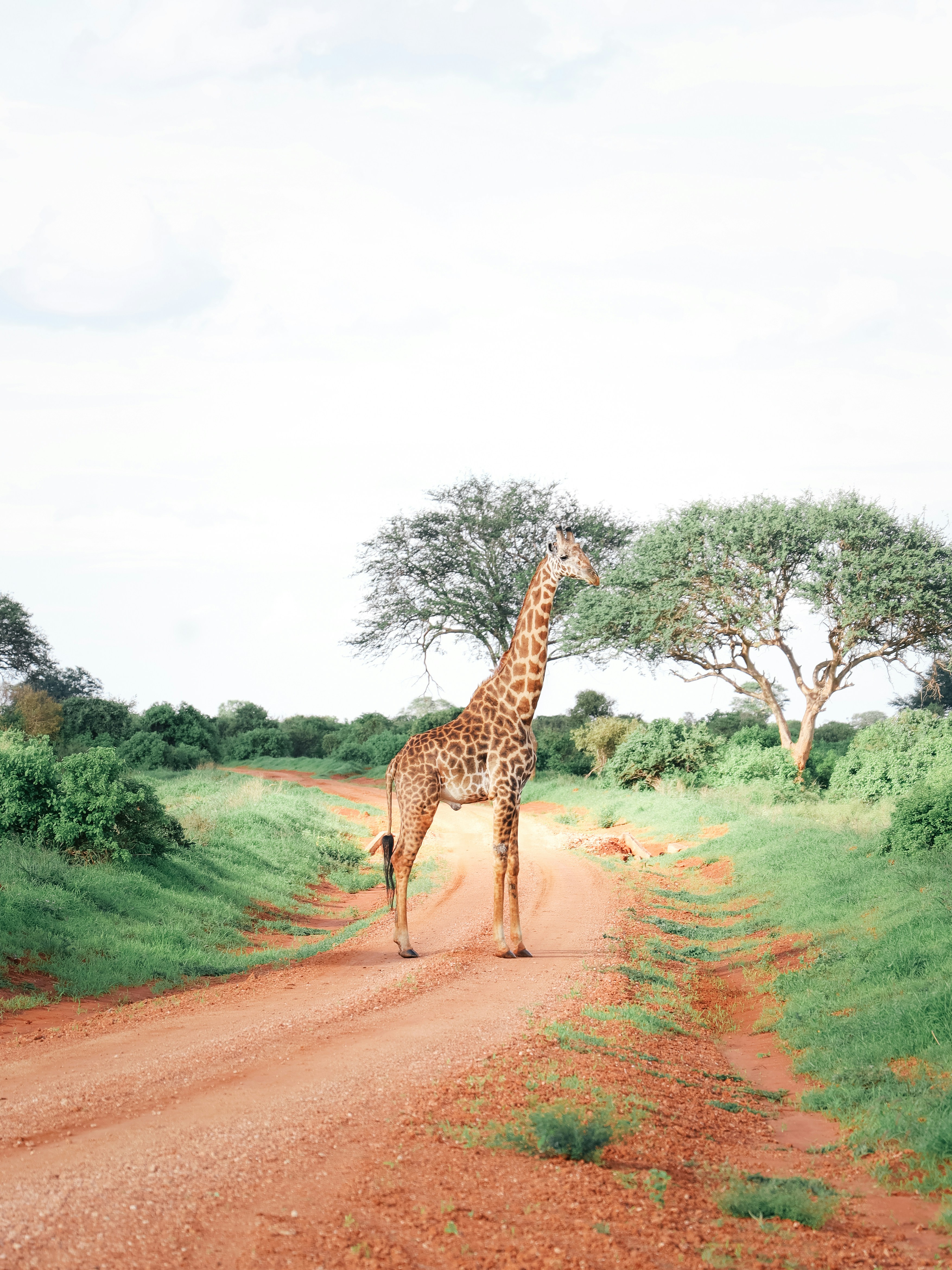 A giraffe stands gracefully on a dirt road, surrounded by lush greenery and trees under a bright sky.