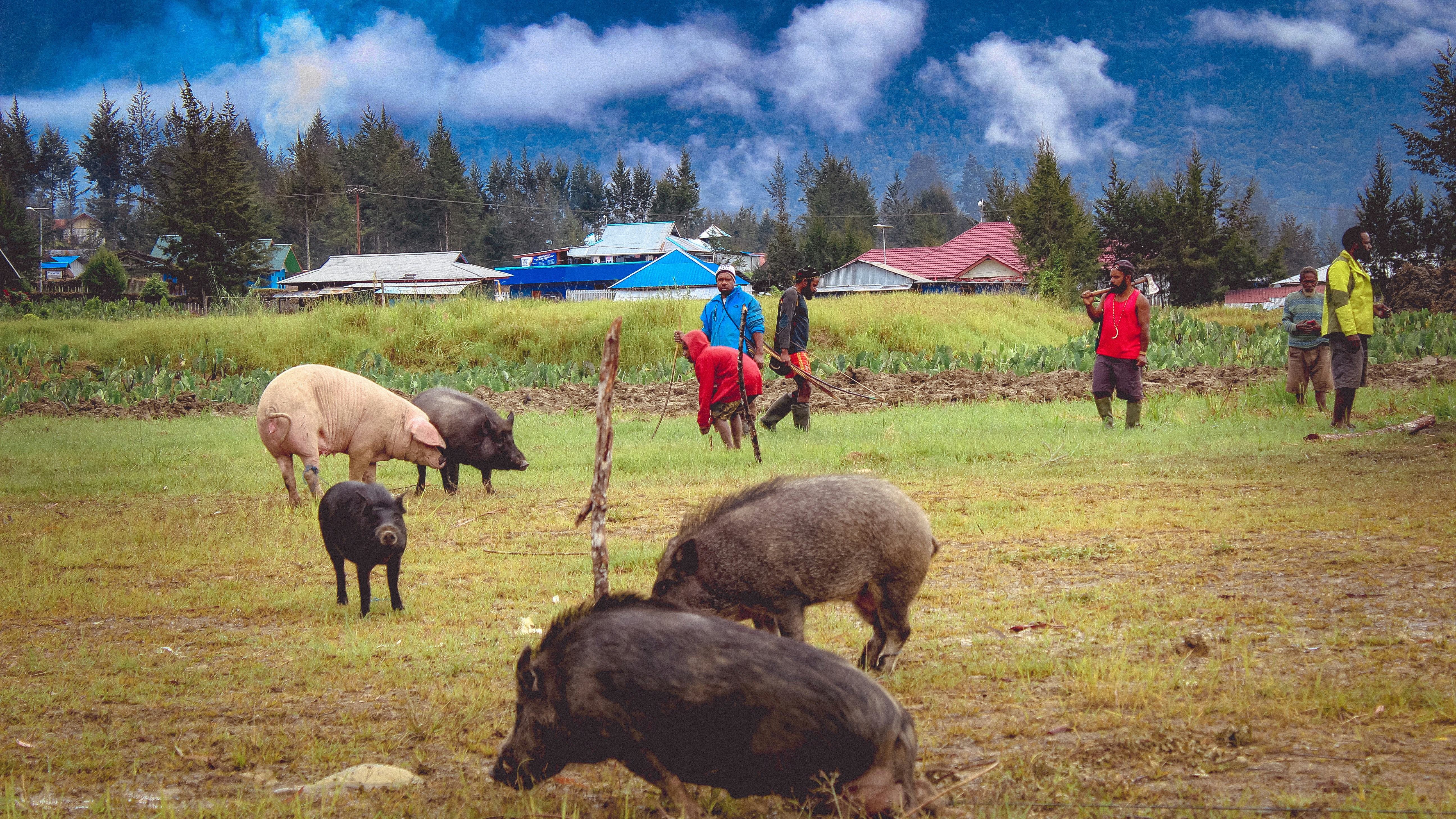 A group of people standing around pigs in a field photo – Free ...
