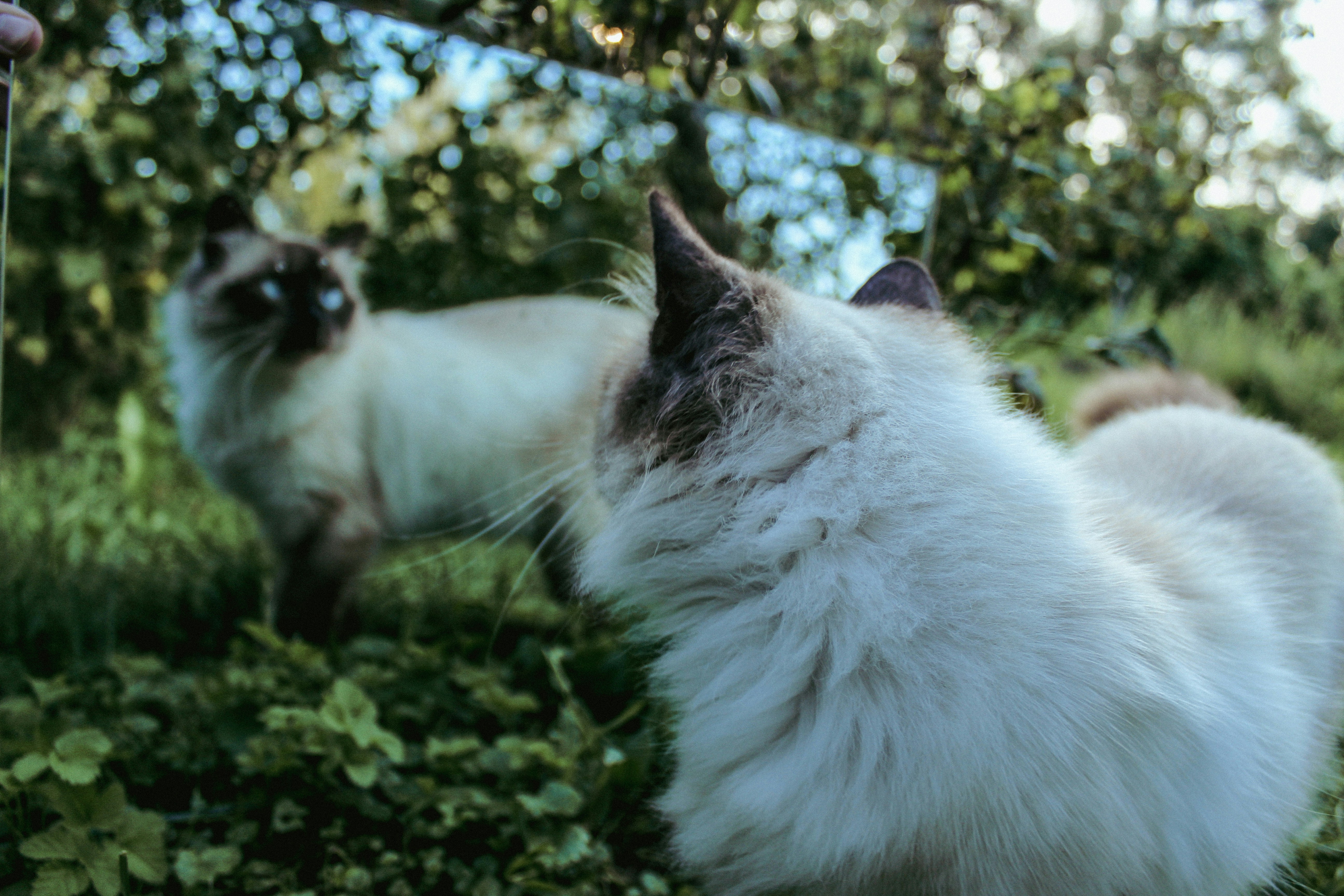 Two cats exploring a lush garden, one gazing at its reflection in a mirror among greenery.