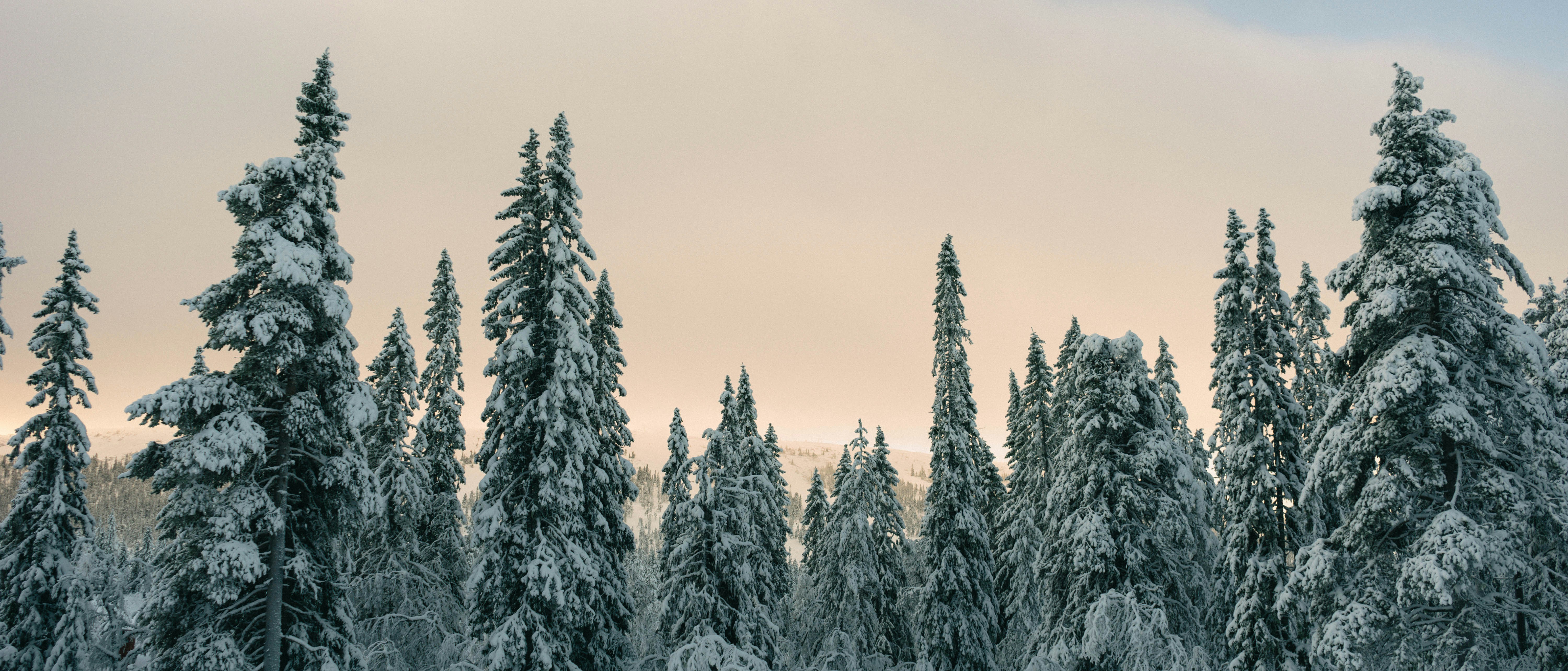 Snow Twitter Background