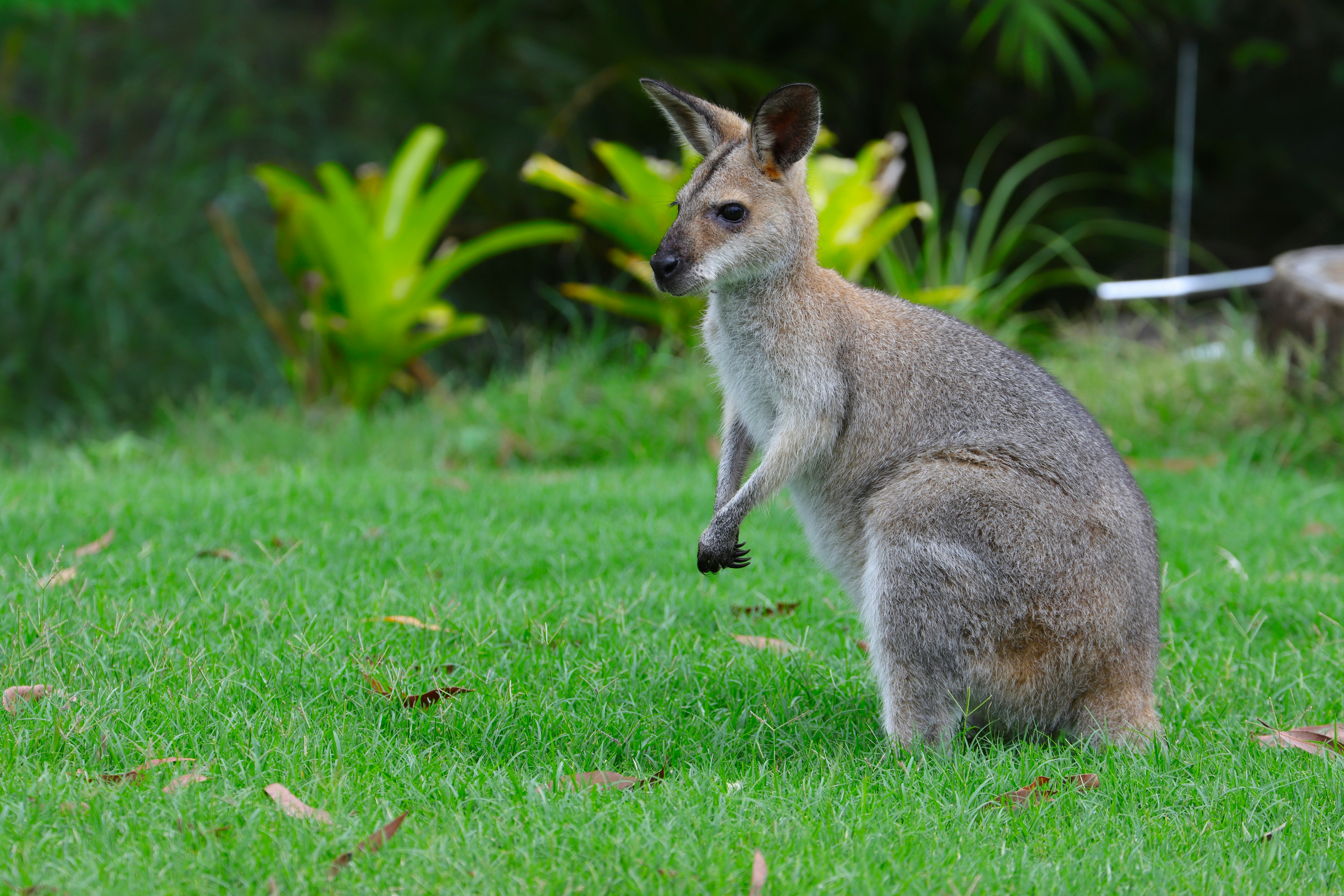 A kangaroo standing on its hind legs in the grass photo – Free Animal ...