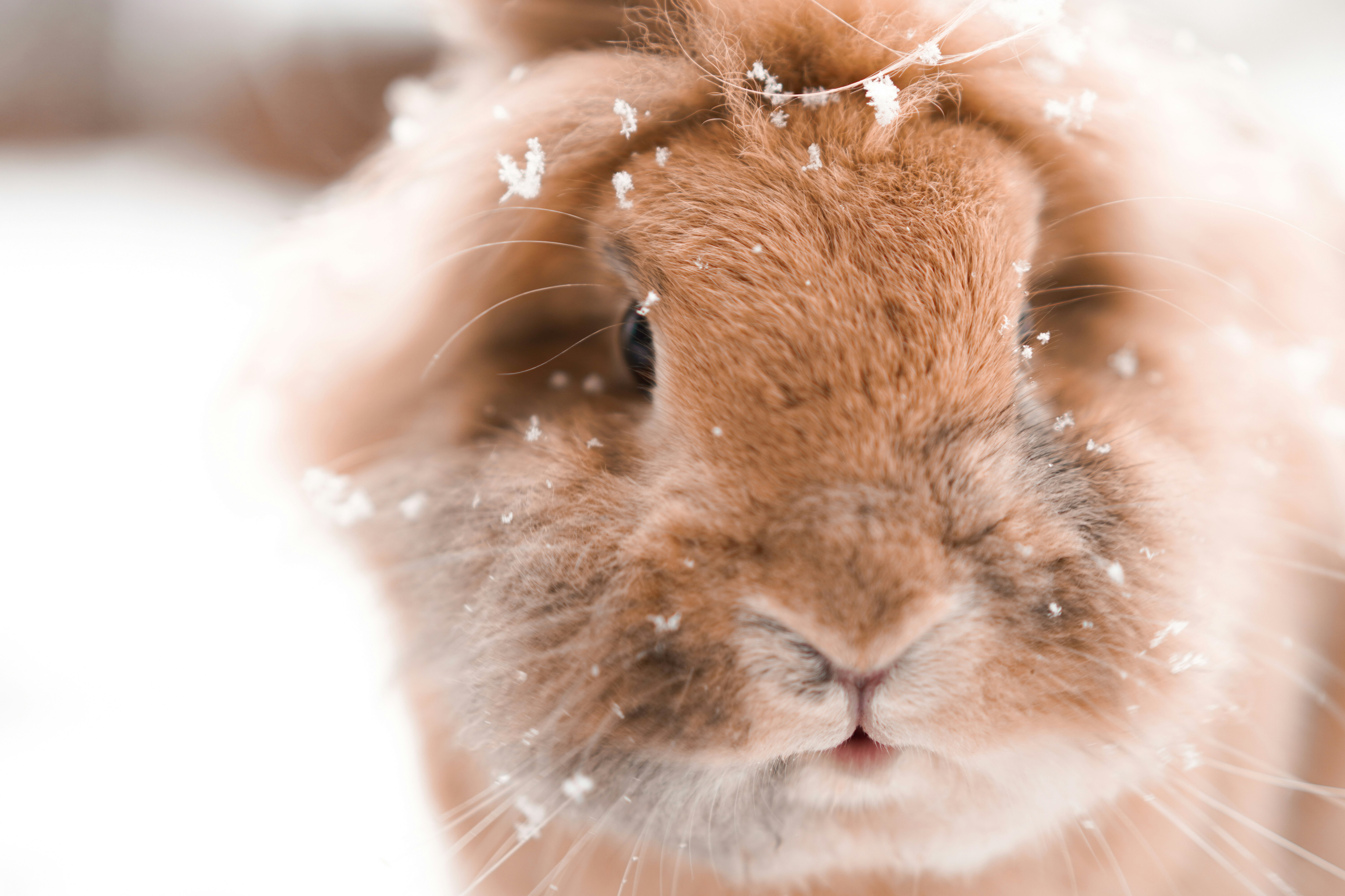 Close-up of a fluffy rabbit adorned with delicate snowflakes, set against a blurred snowy backdrop.