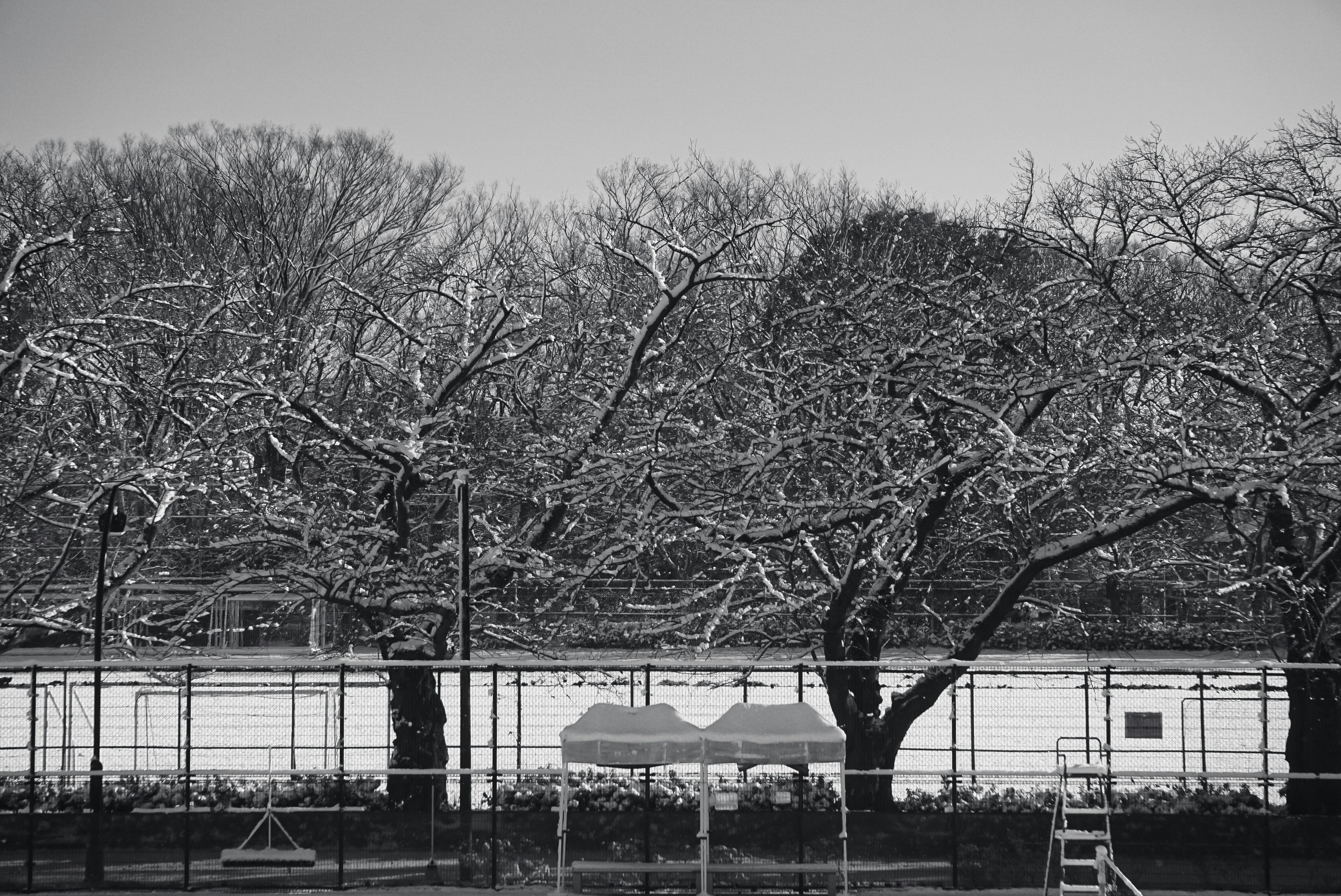 Snowy Orchard in Silence: A Black-and-White Garden Bound by Fences