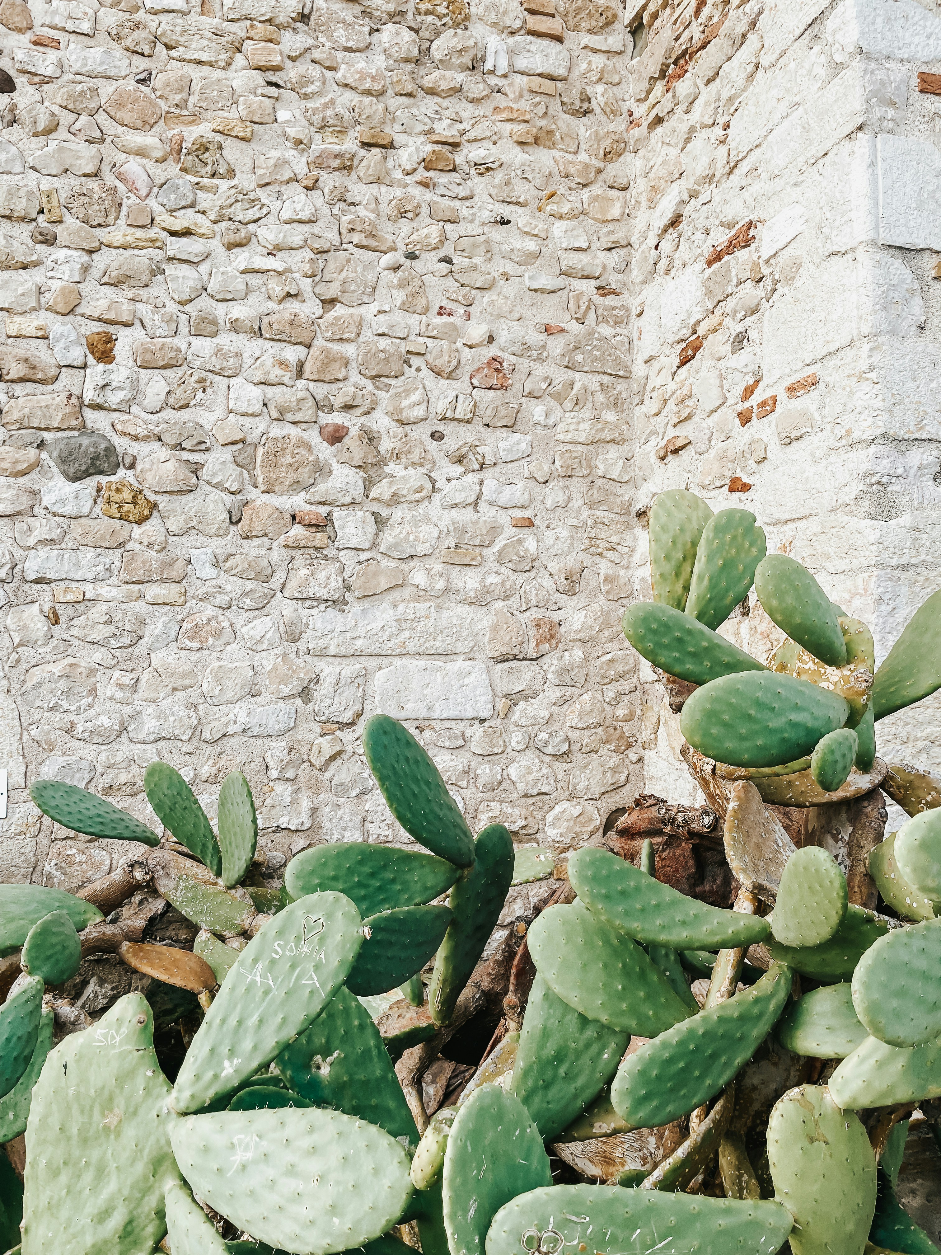 Opuntia Pads Standing Guard Against a Weathered Stone Wall