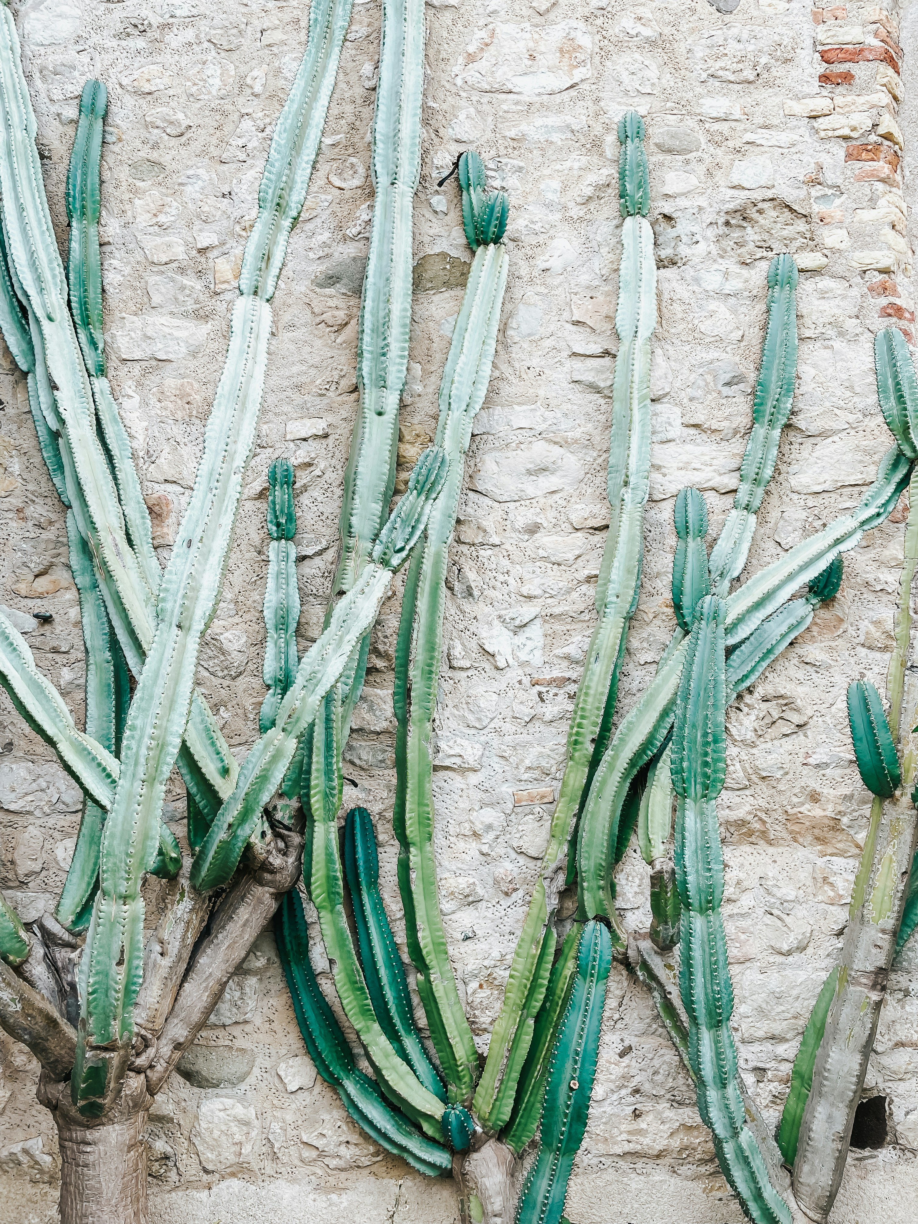 Verdant Cactus Tendrils Clinging to a Weathered Wall