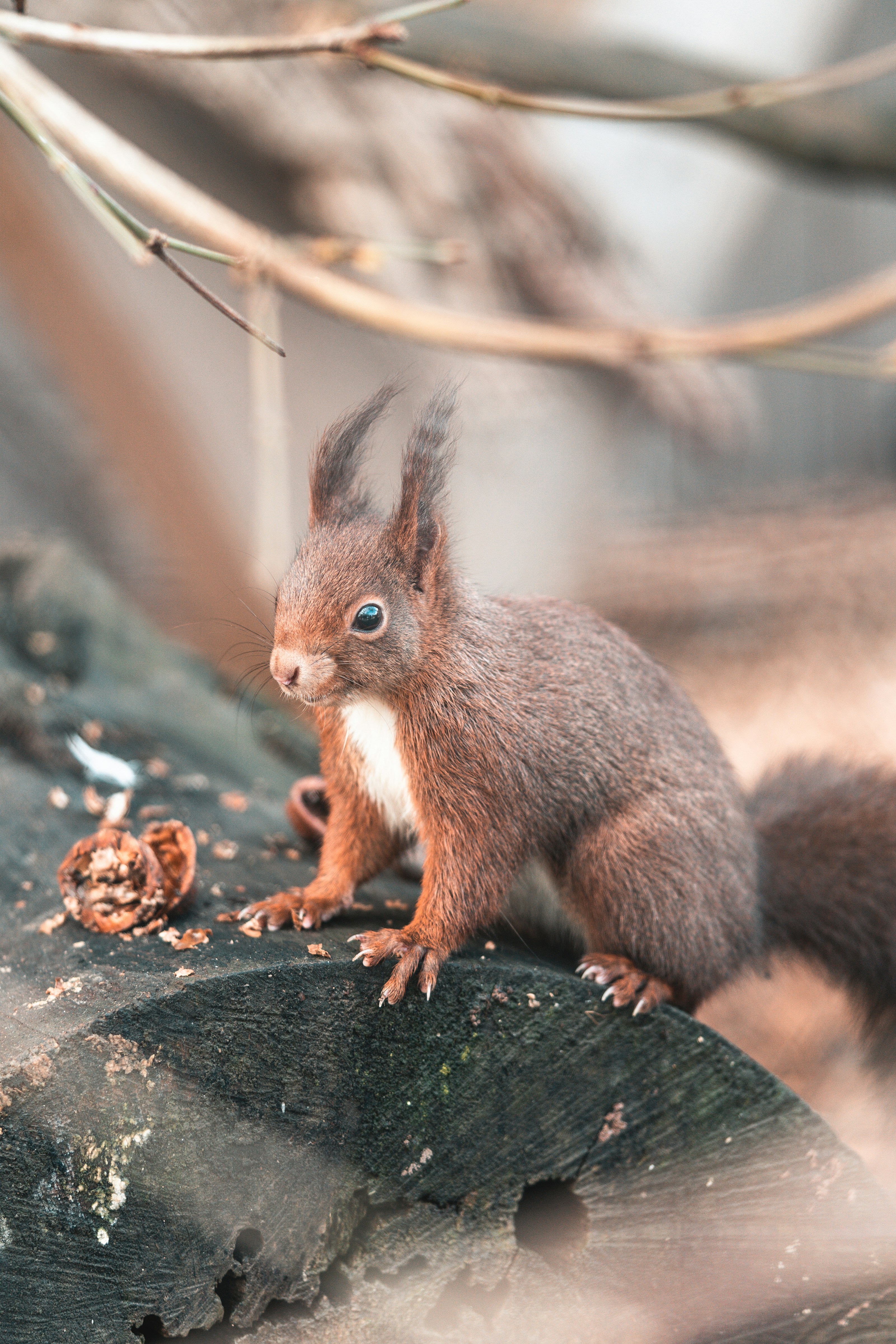 a squirrel sitting on top of a tree branch