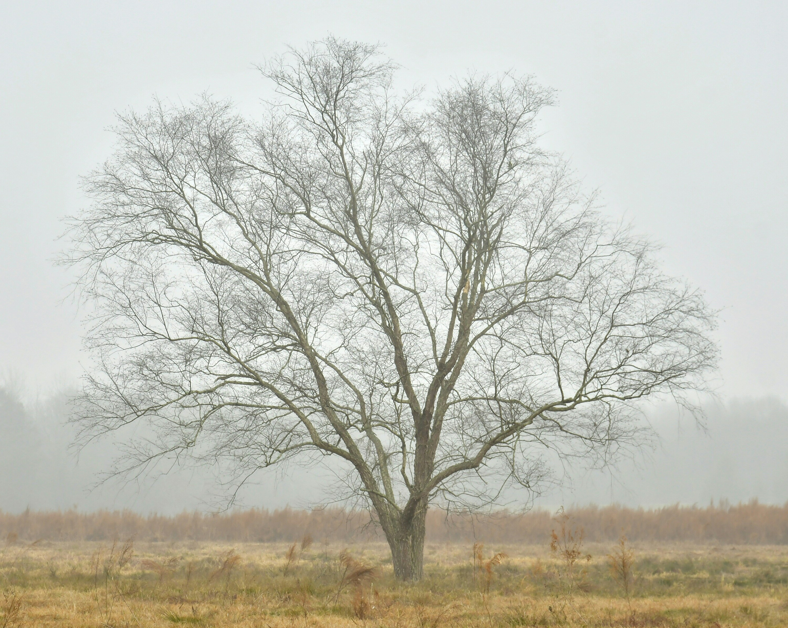 Mistbound Sentinel: A Bare Tree in Quiet Dawn