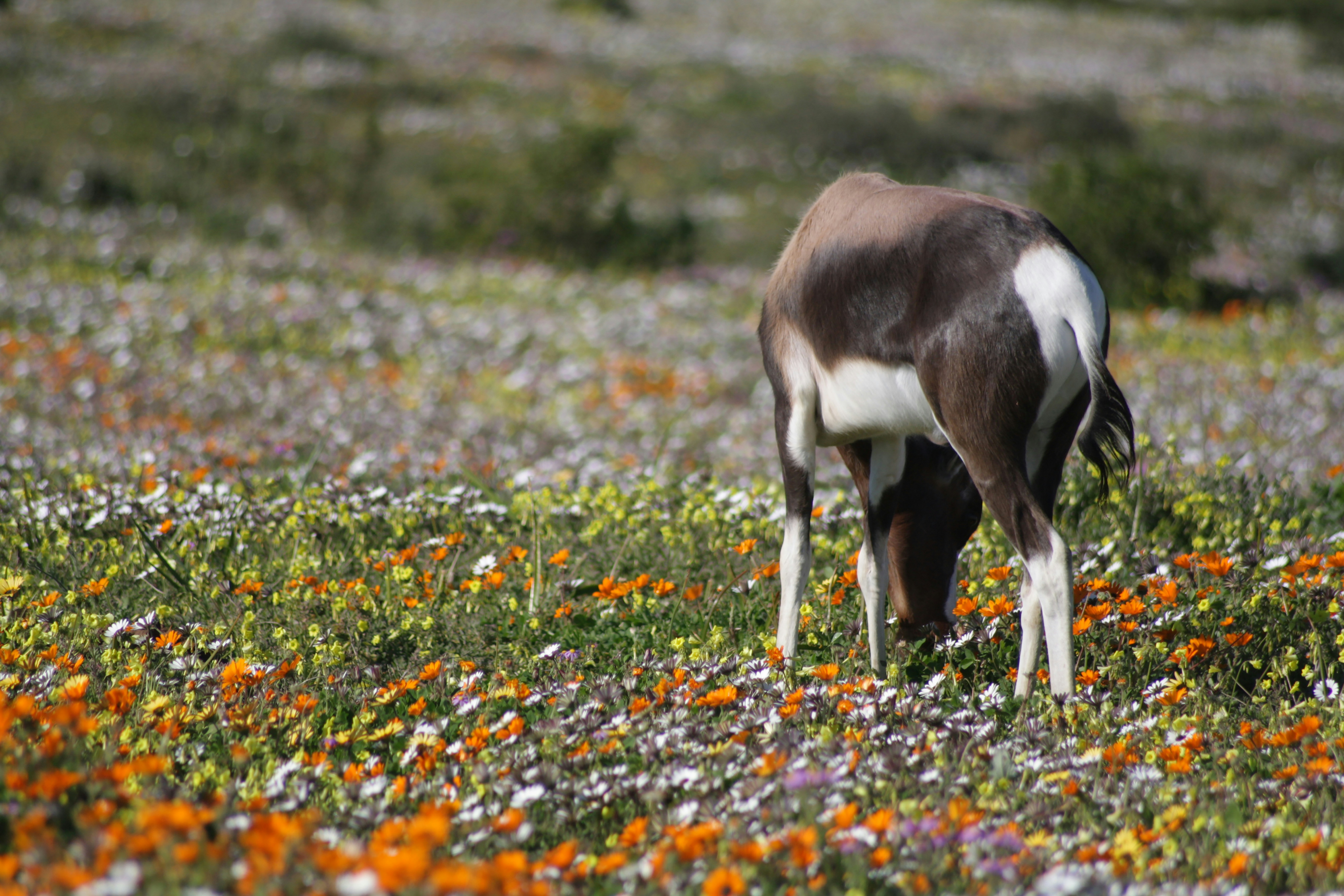 Pronghorn Among a Burst of Meadow Bloom