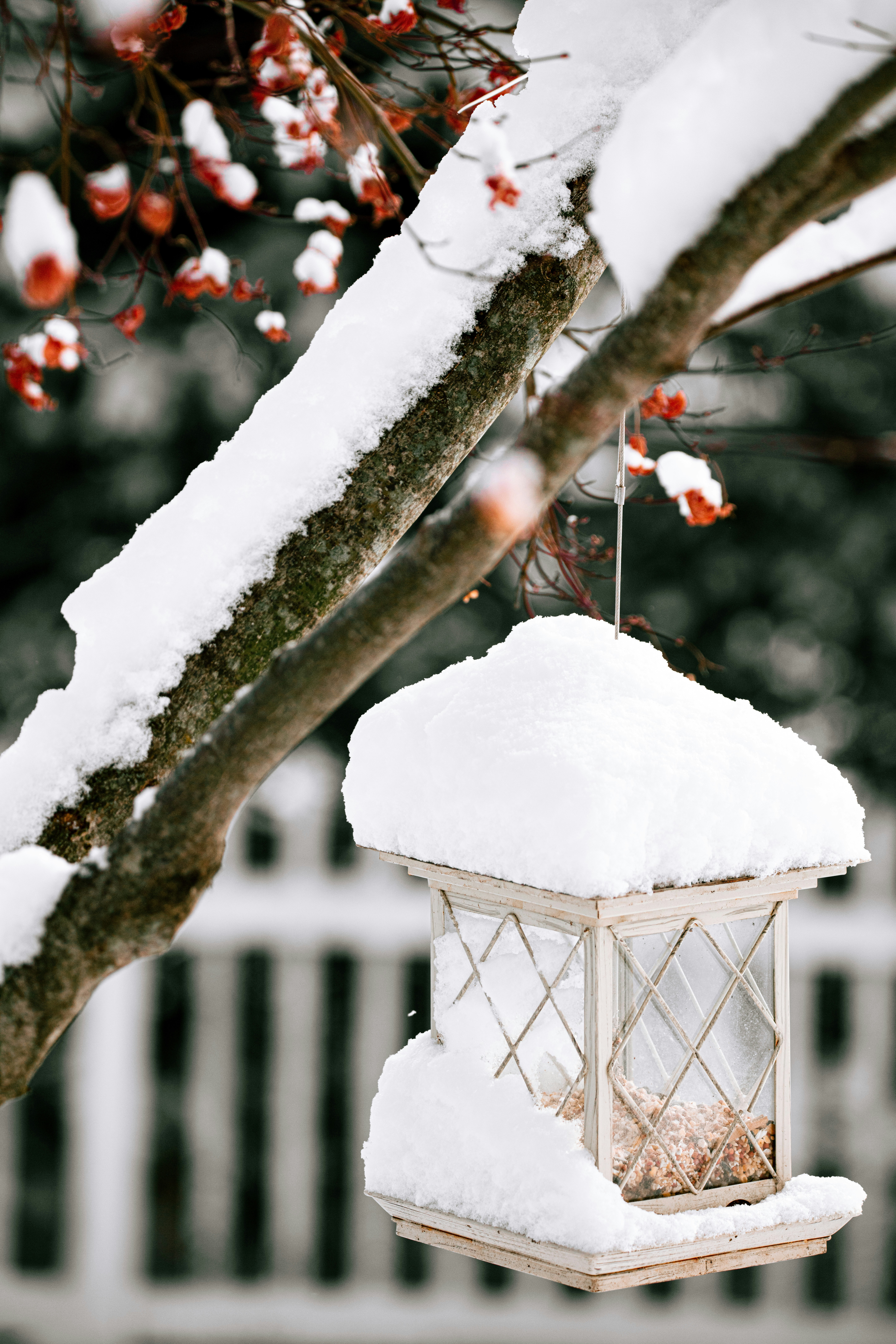 A snow-laden bird feeder hanging from a tree branch, surrounded by delicate red berries and a softly blurred background. The scene evokes a serene winter atmosphere.