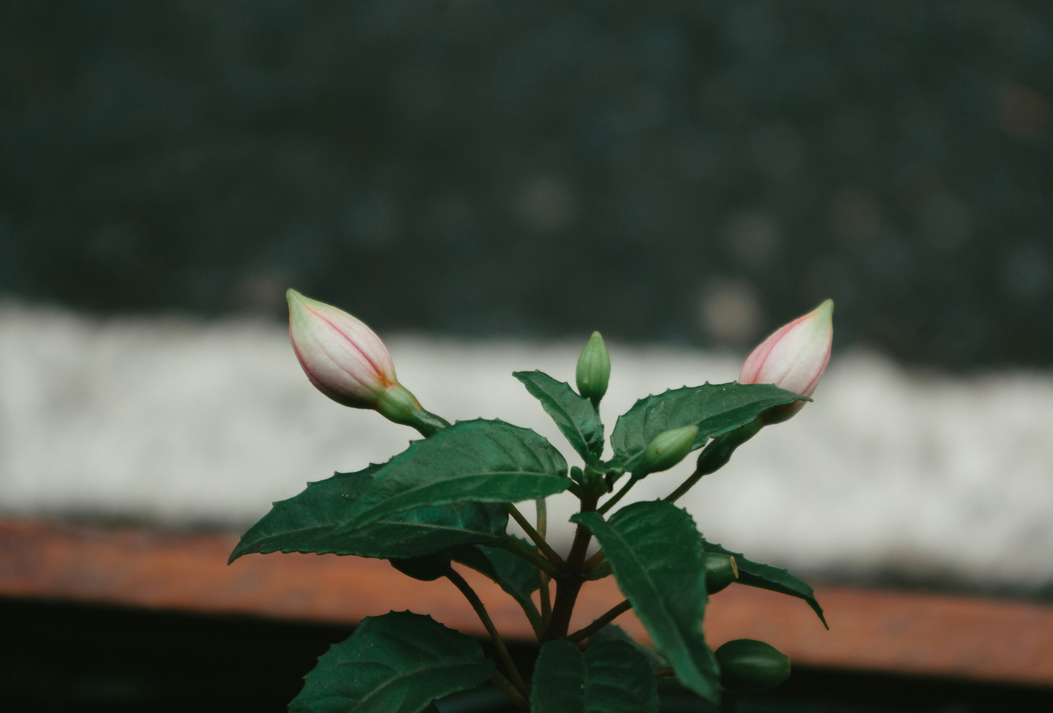 a close up of a flower on a plant