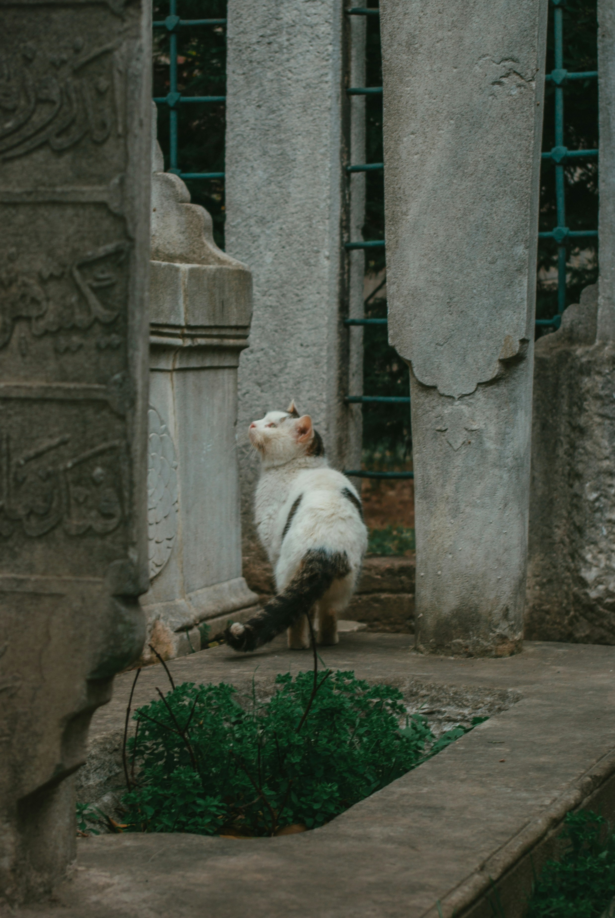 a cat sitting on the ground in front of a building