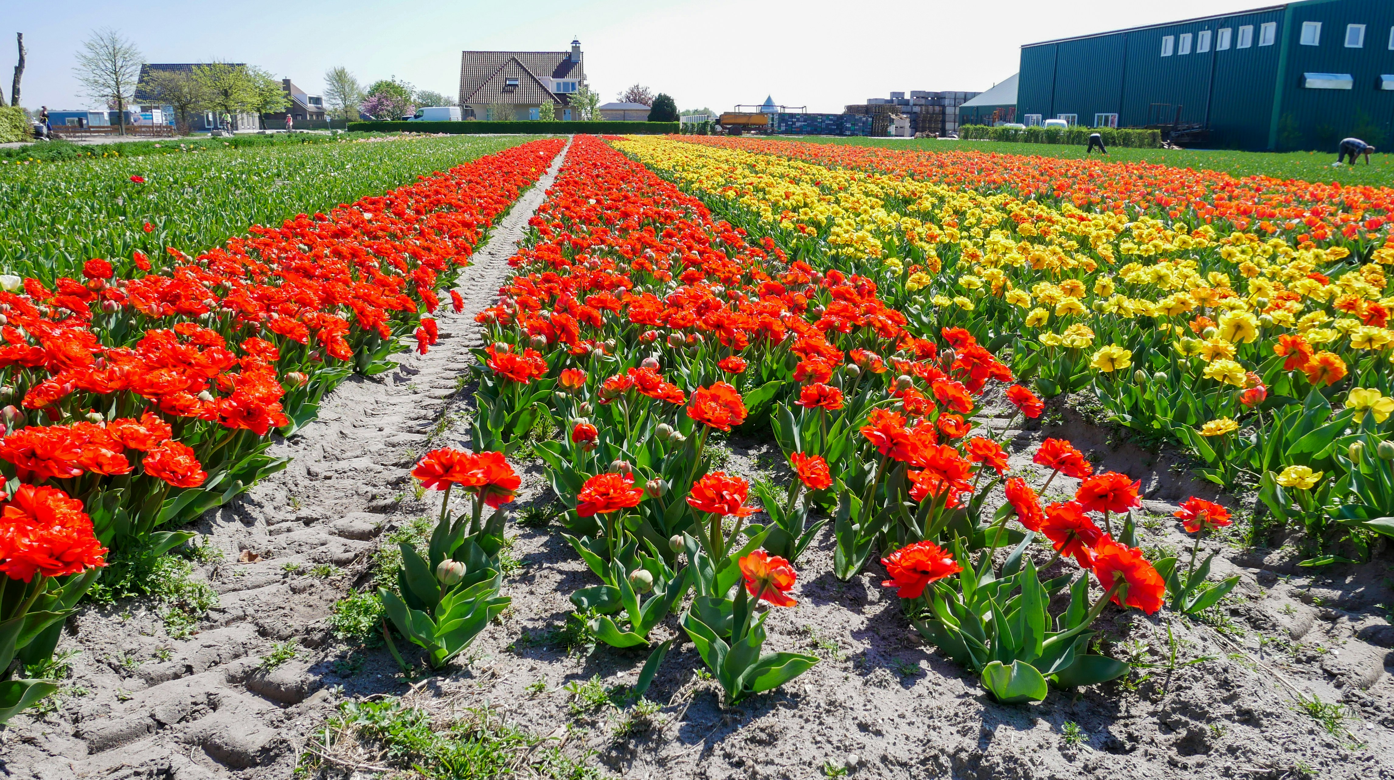 Crimson Aisles Stretch Toward a Sunlit Farm