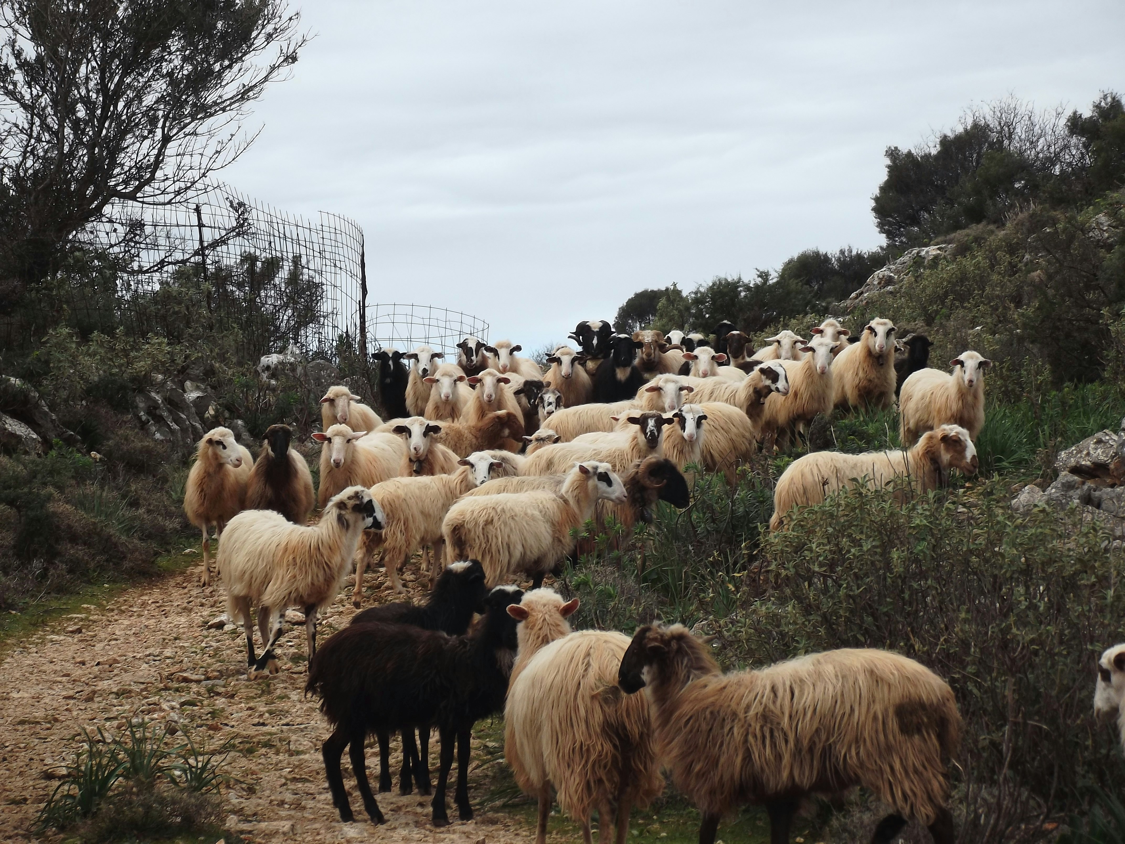 A flock of sheep navigates a winding path, surrounded by lush greenery and rocky terrain, illustrating rural life and nature's harmony.