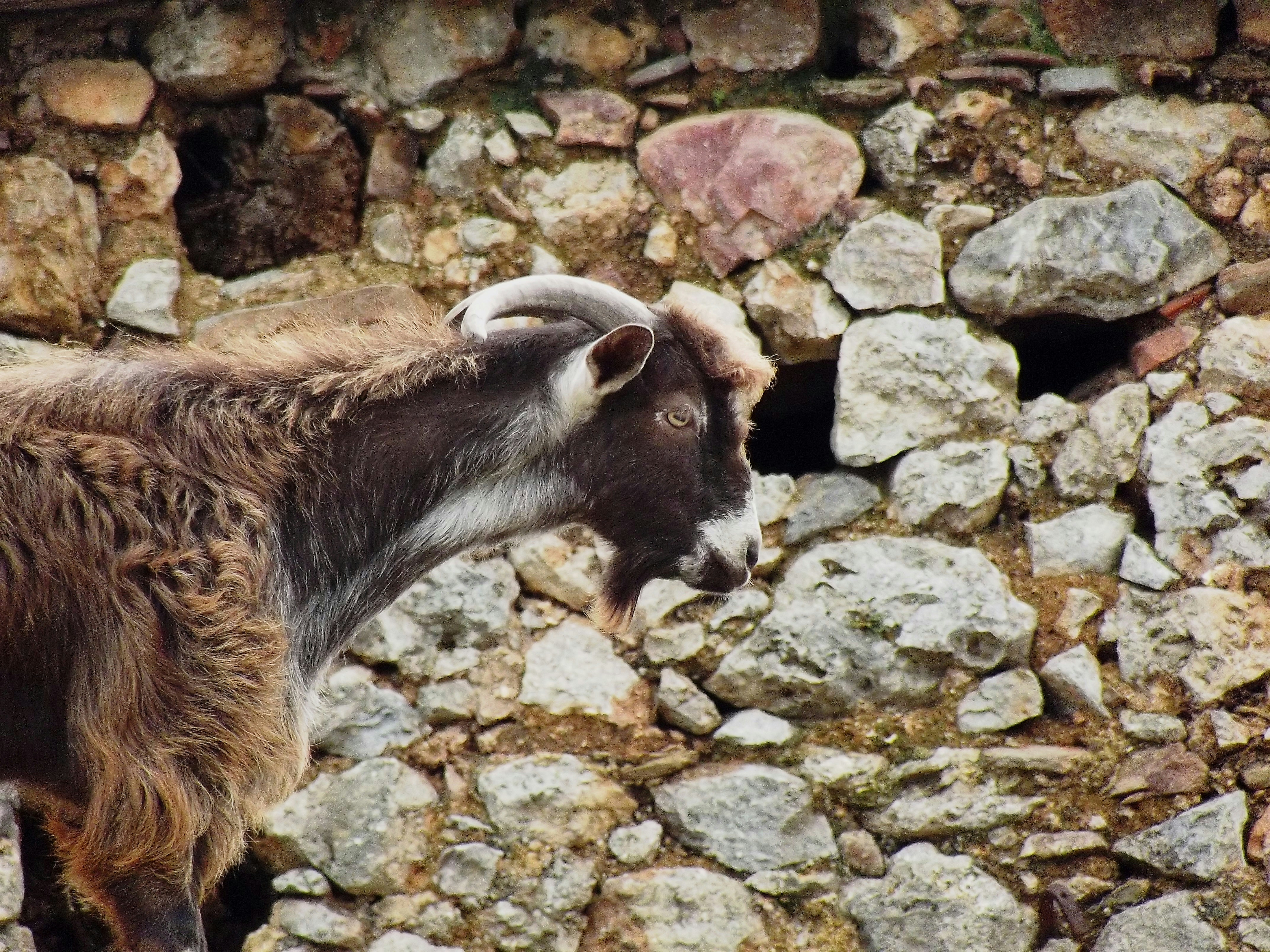 A goat stands poised against a rugged stone wall, showcasing its unique features and natural habitat.